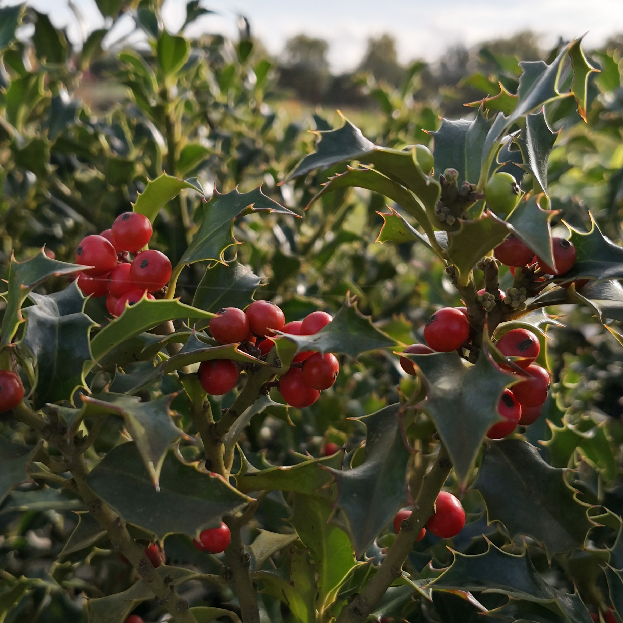 Azevinho 'Alaska' : venda Azevinho 'Alaska' / Ilex aquifolium Alaska