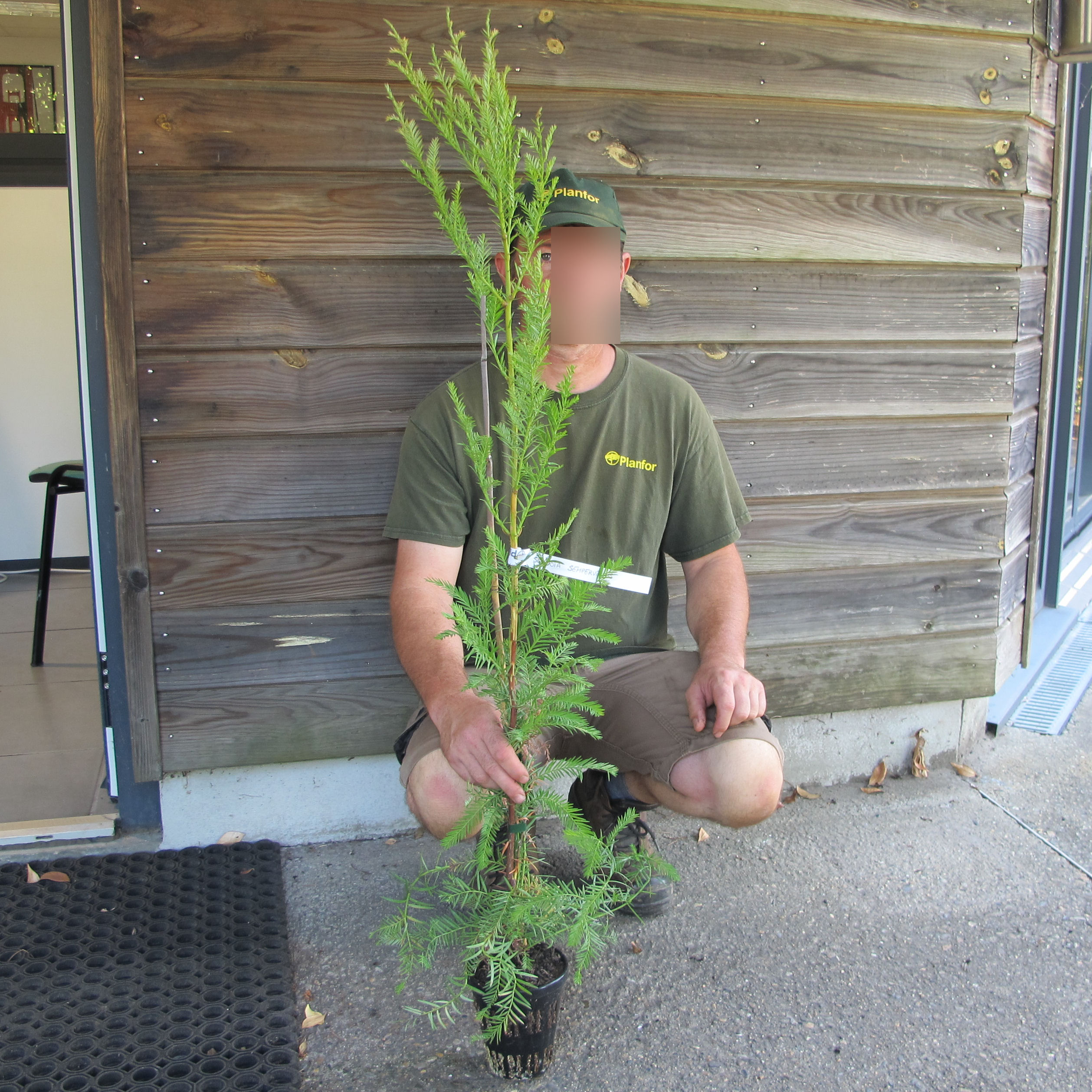 Sequóia sempre verde : venda Sequóia sempre verde / Sequoia sempervirens