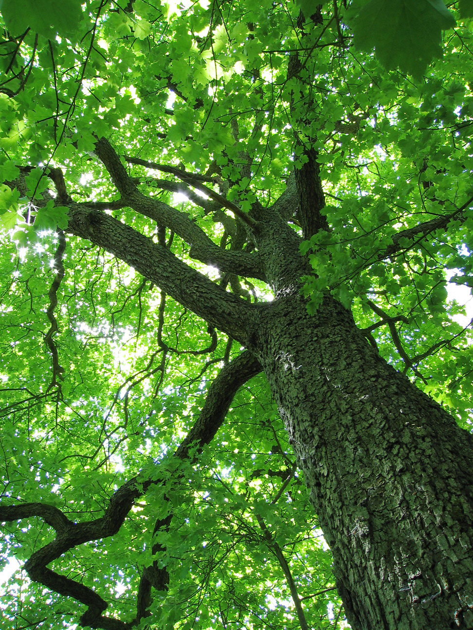 Mostajeiro torminal : venda Mostajeiro torminal / Sorbus torminalis