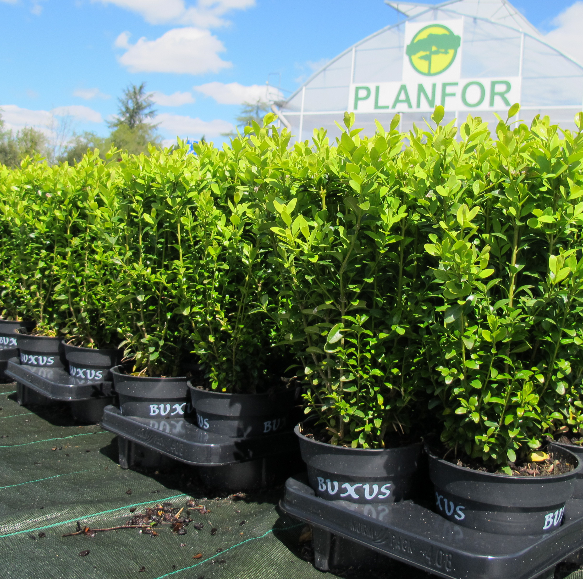 Buxo comum : venda Buxo comum / Buxus sempervirens