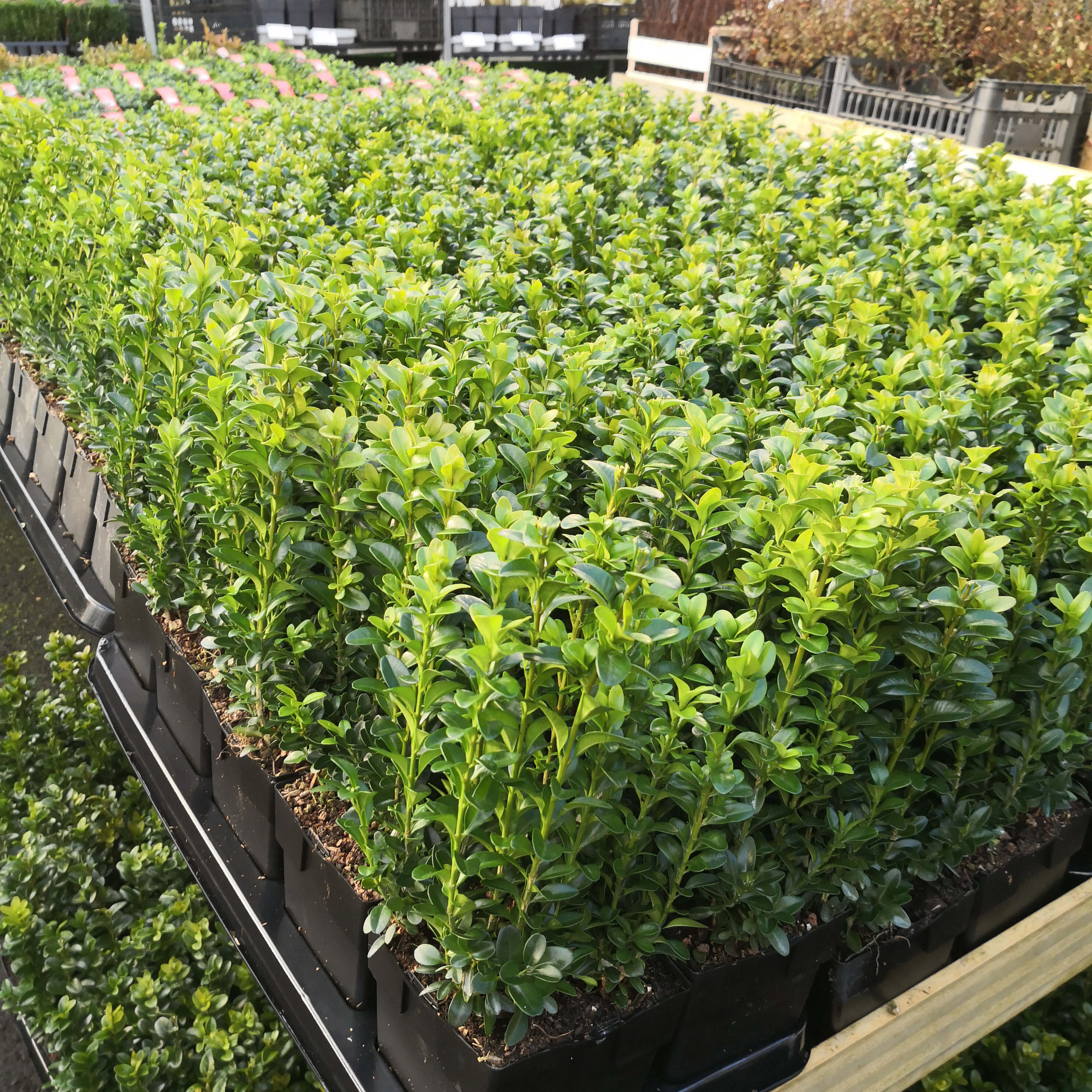 Buxo comum : venda Buxo comum / Buxus sempervirens