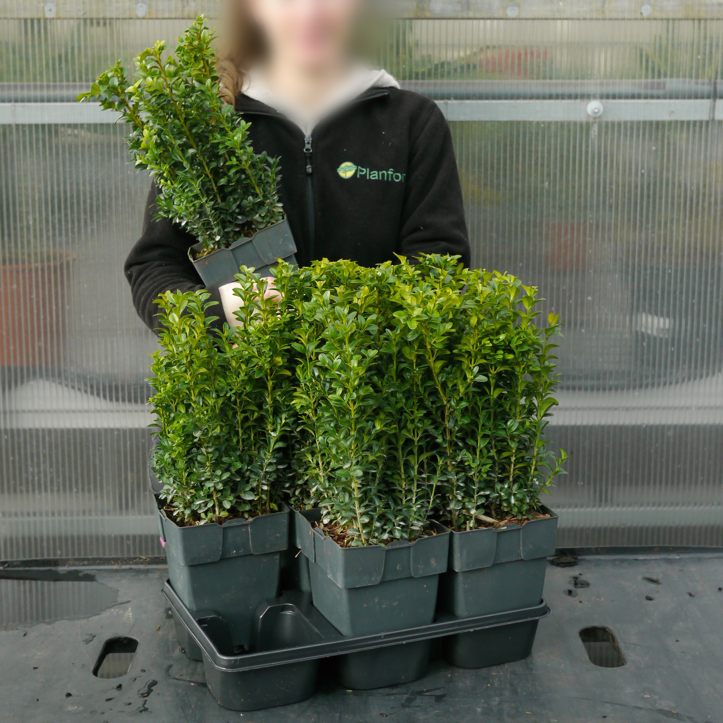 Buxo comum : venda Buxo comum / Buxus sempervirens