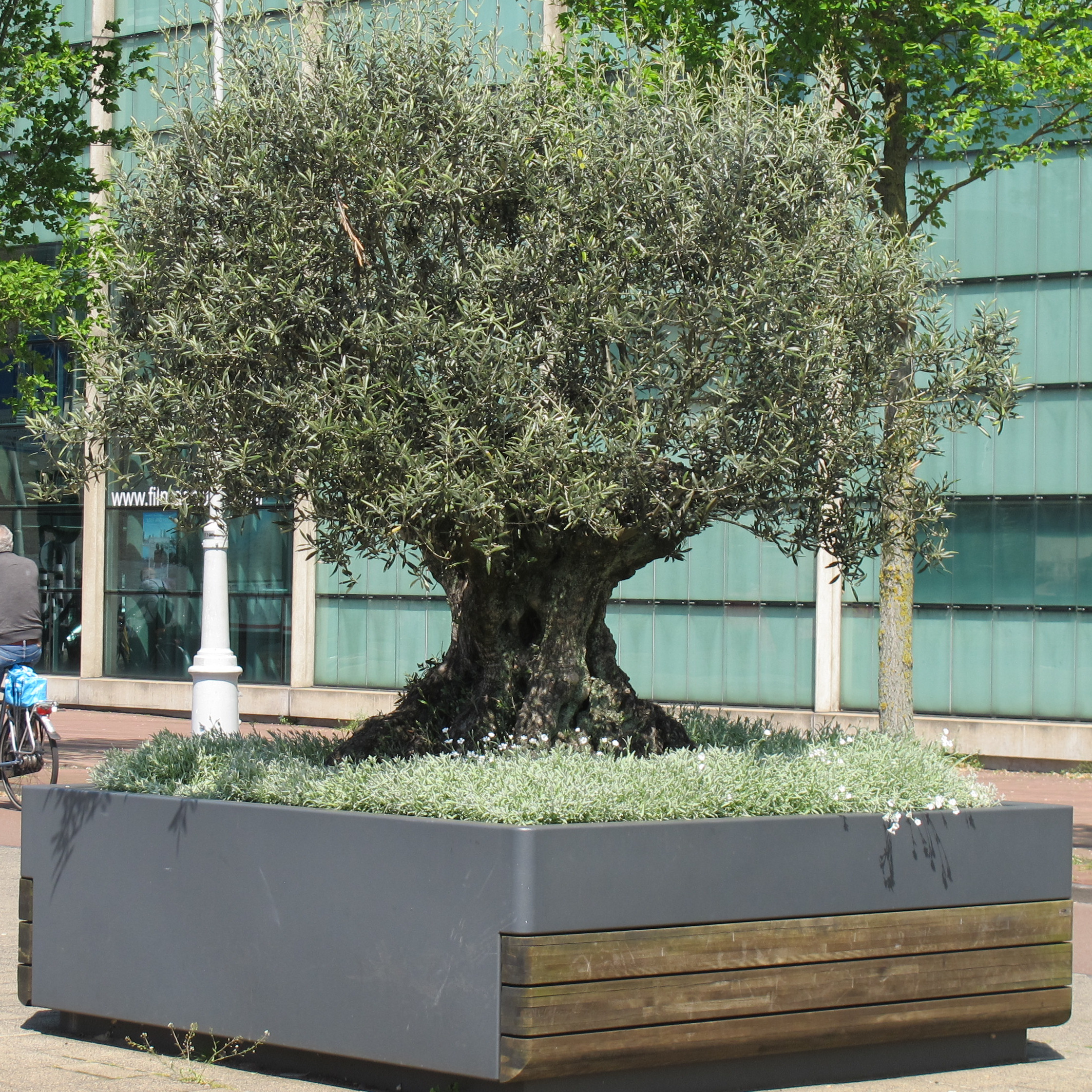 Oliveira : venda Oliveira / Olea europea