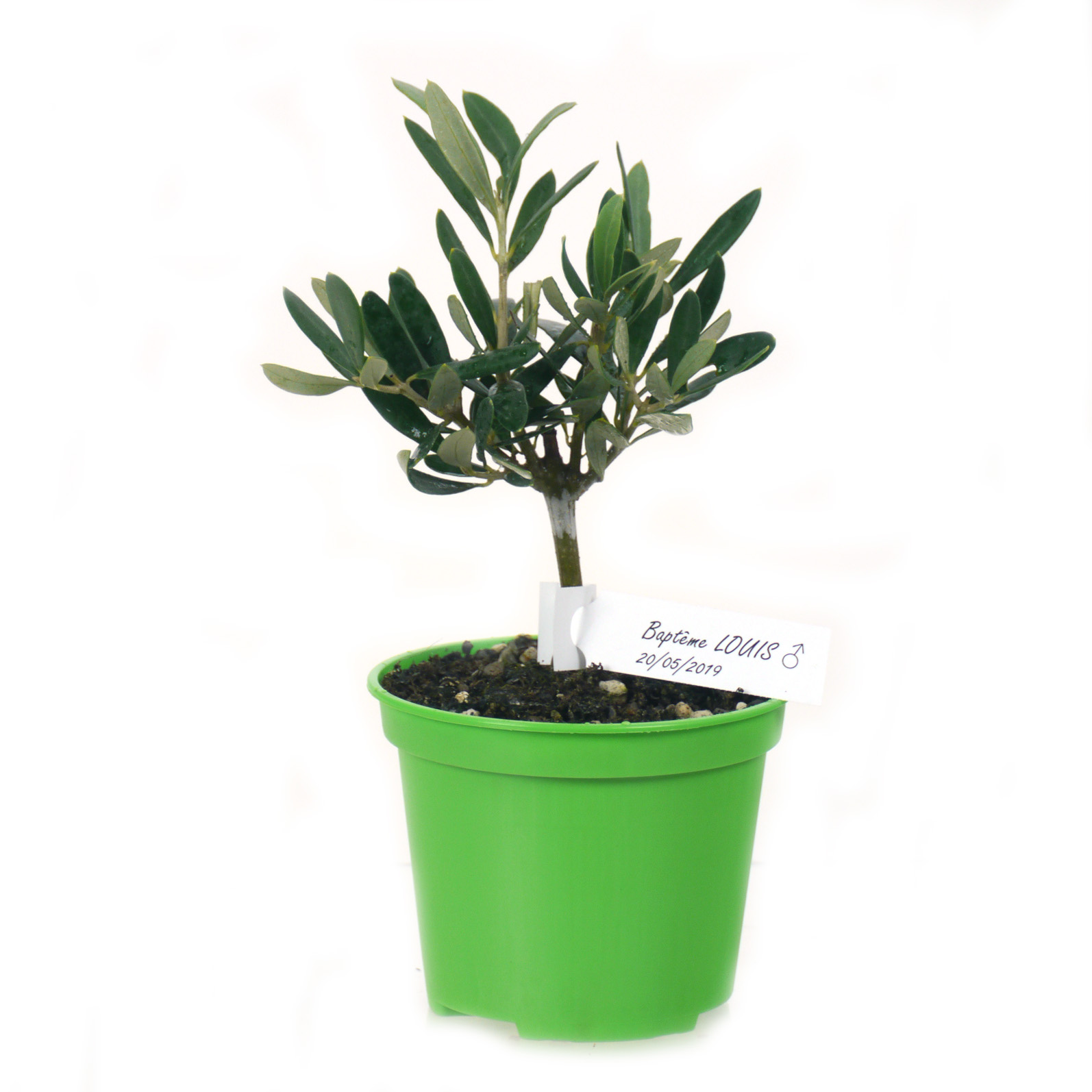 Oliveira : venda Oliveira / Olea europea