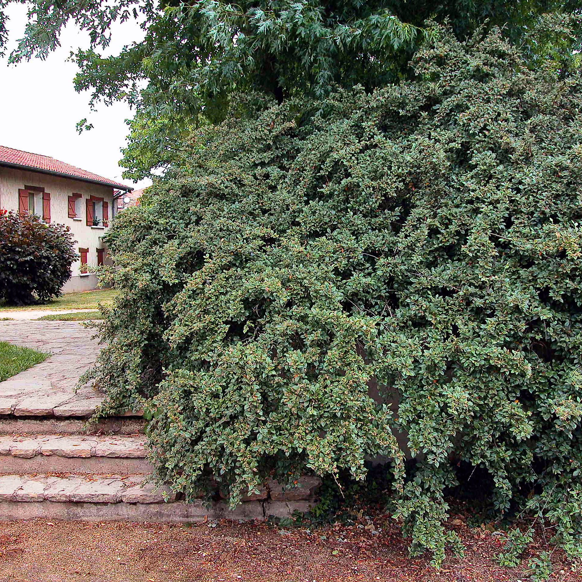 Cotoneaster franchetii : venda Cotoneaster franchetii / Cotoneaster ...