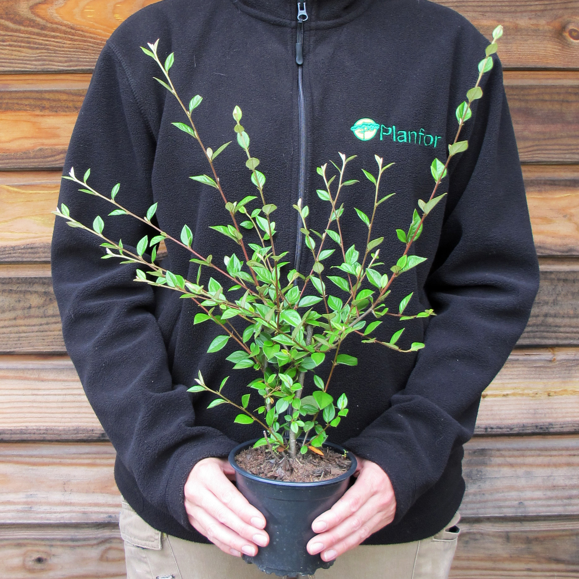 Cotoneaster franchetii : venda Cotoneaster franchetii / Cotoneaster ...