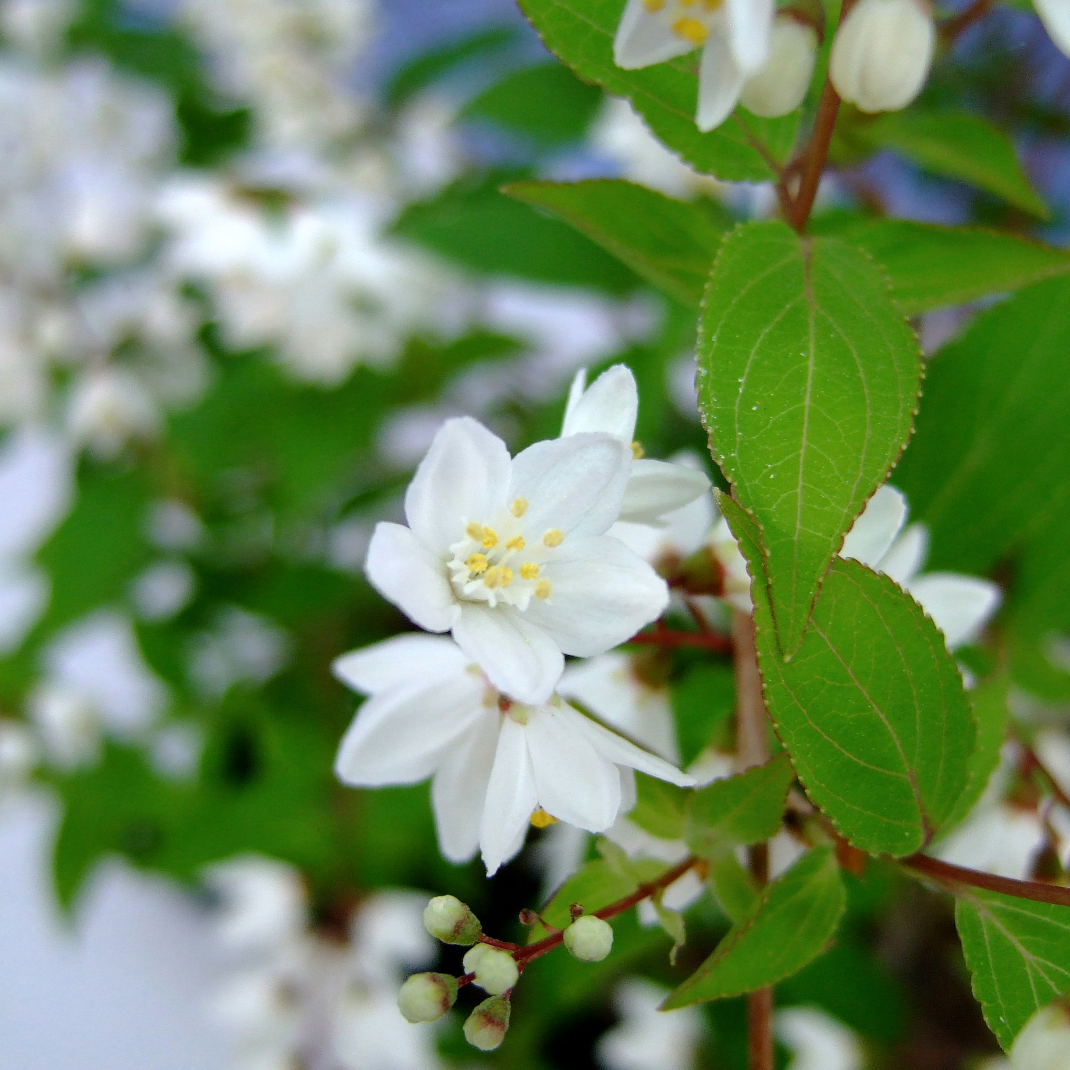 Deutzia gracilis : venda Deutzia gracilis / Deutzia gracilis