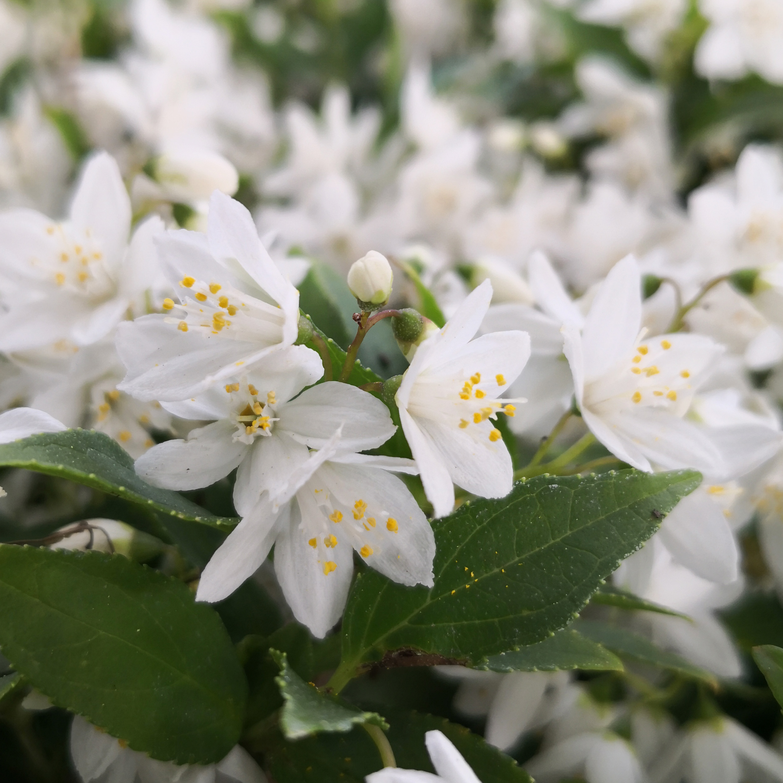 Deutzia gracilis : venda Deutzia gracilis / Deutzia gracilis