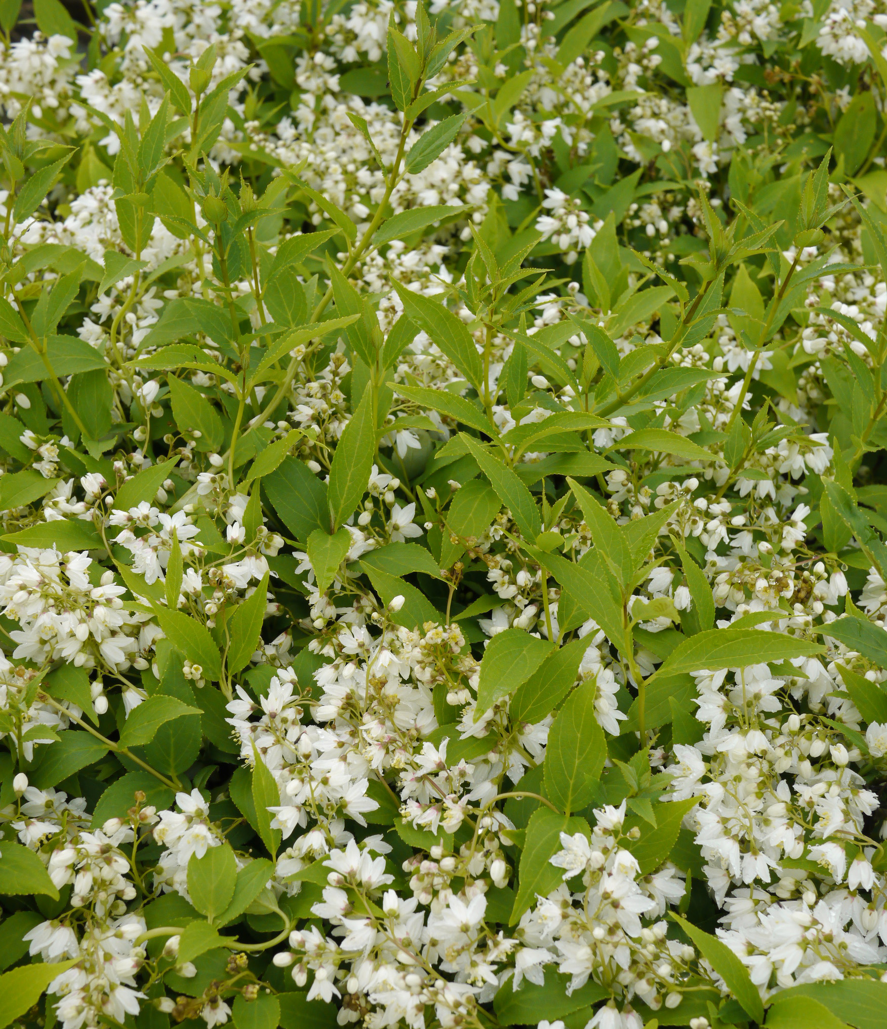 Deutzia gracilis : venda Deutzia gracilis / Deutzia gracilis