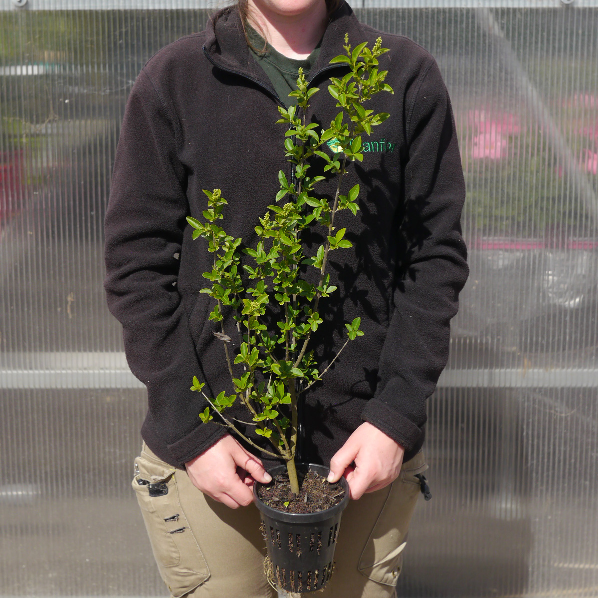Ligustro da Califórnia : venda Ligustro da Califórnia / Ligustrum ...