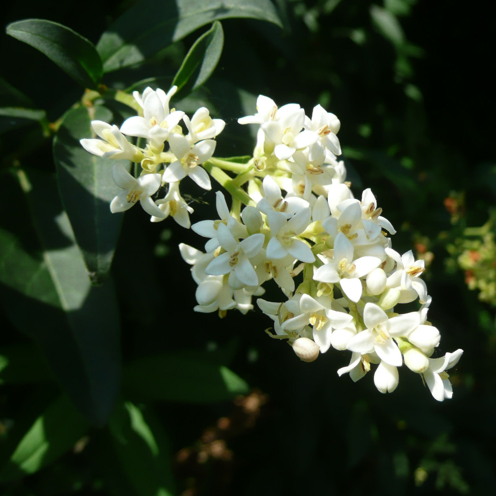 Ligustro : venda Ligustro / Ligustrum vulgare