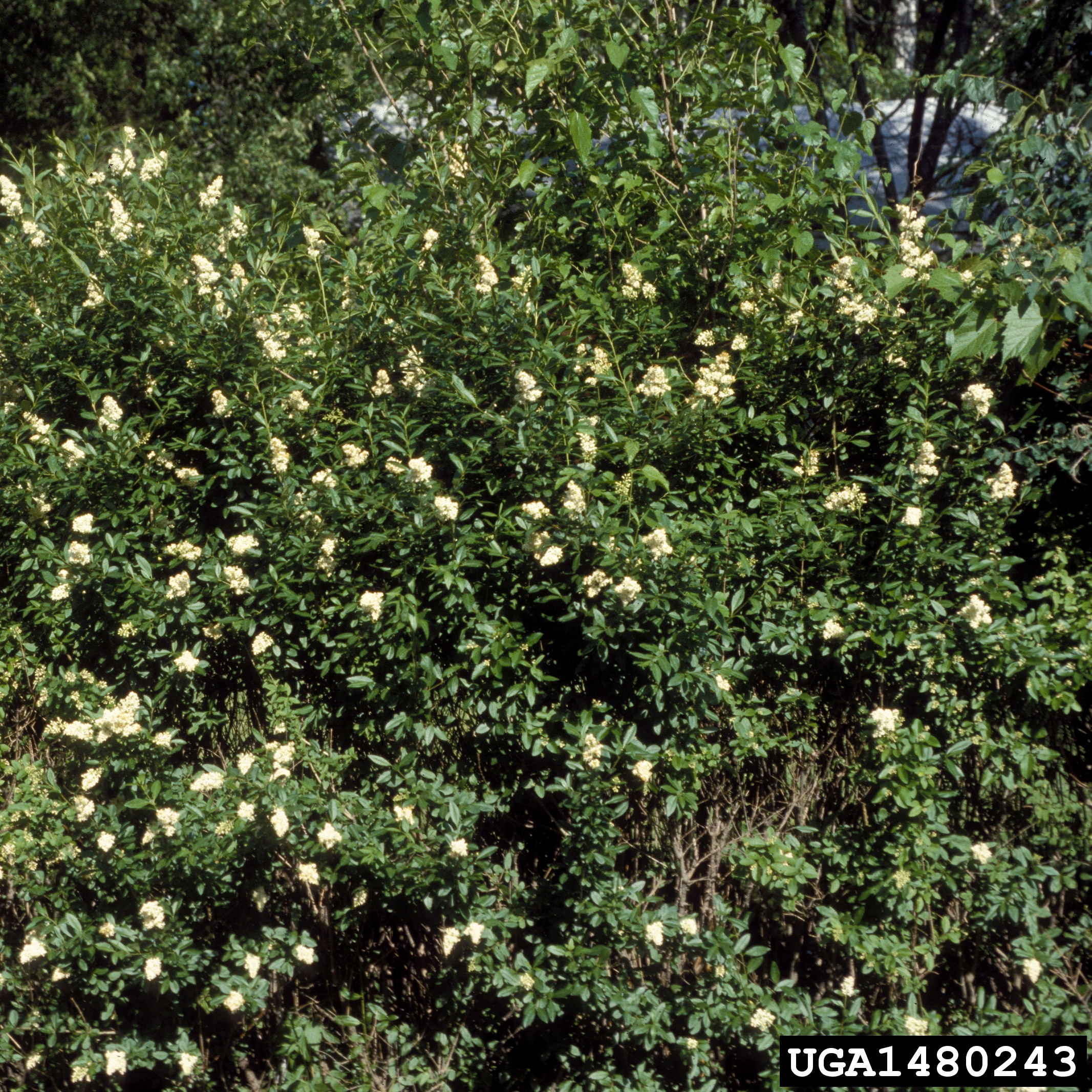 Ligustro : venda Ligustro / Ligustrum vulgare