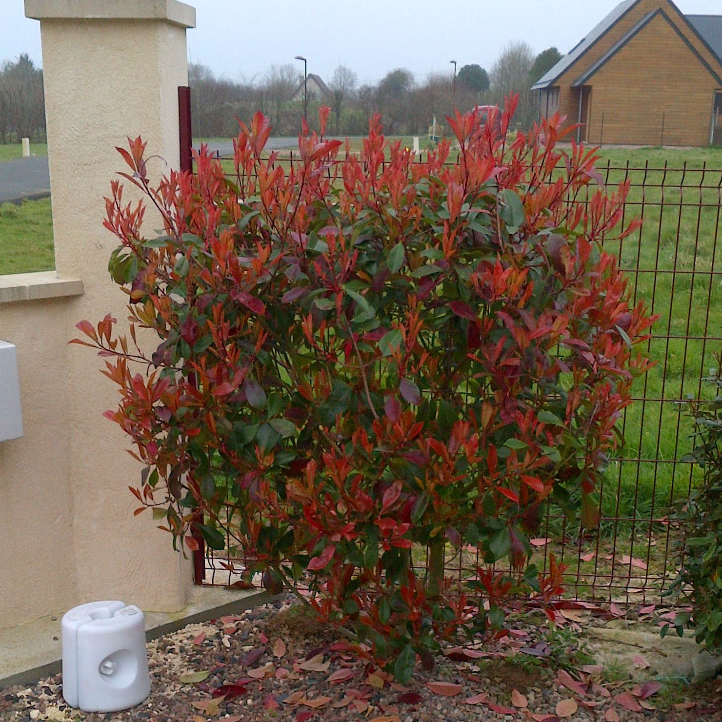 Fotínia 'Red Robin' : venda Fotínia 'Red Robin' / Photinia fraseri Red ...