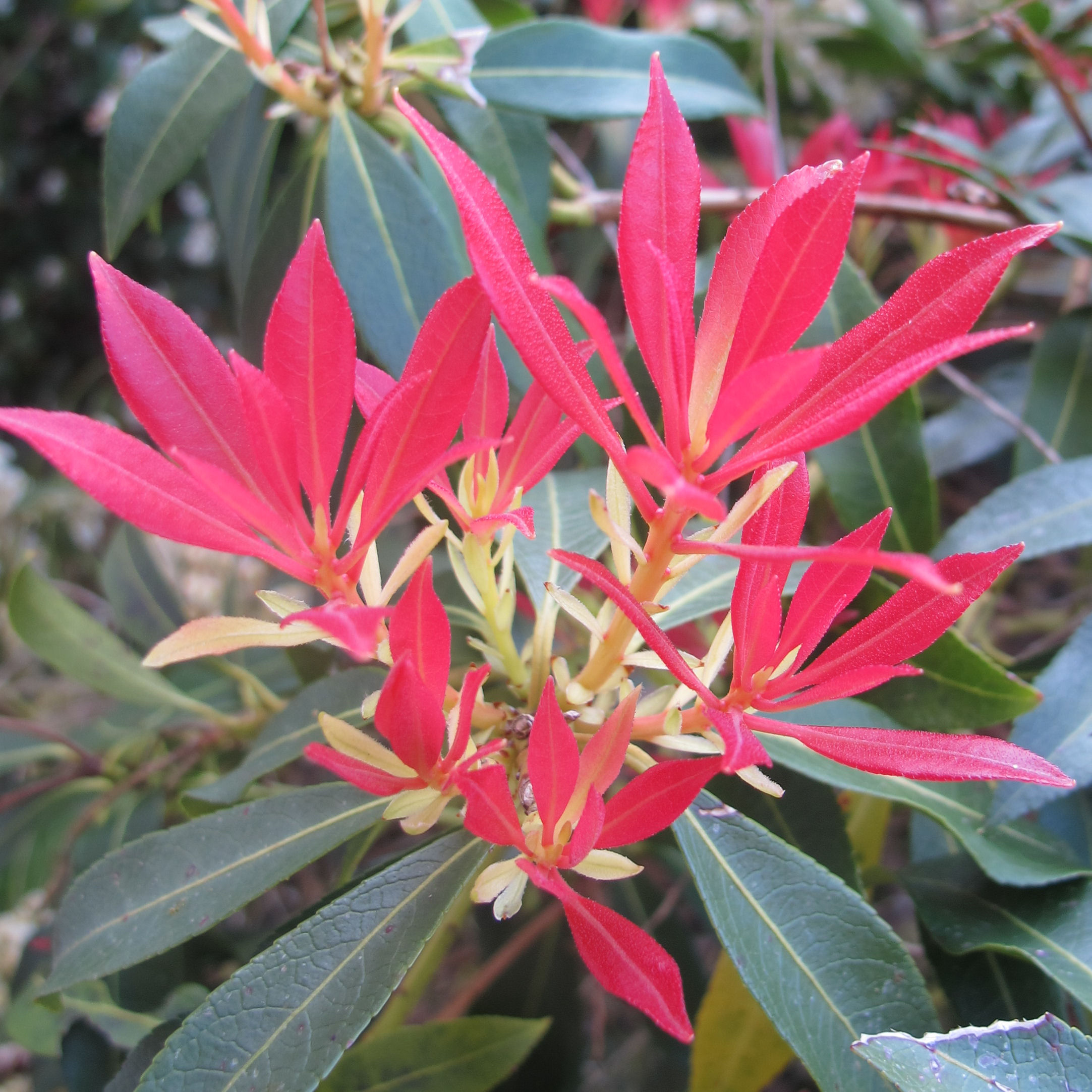 Andrómeda : venda Andrómeda / Pieris japonica 'Forest Flame'