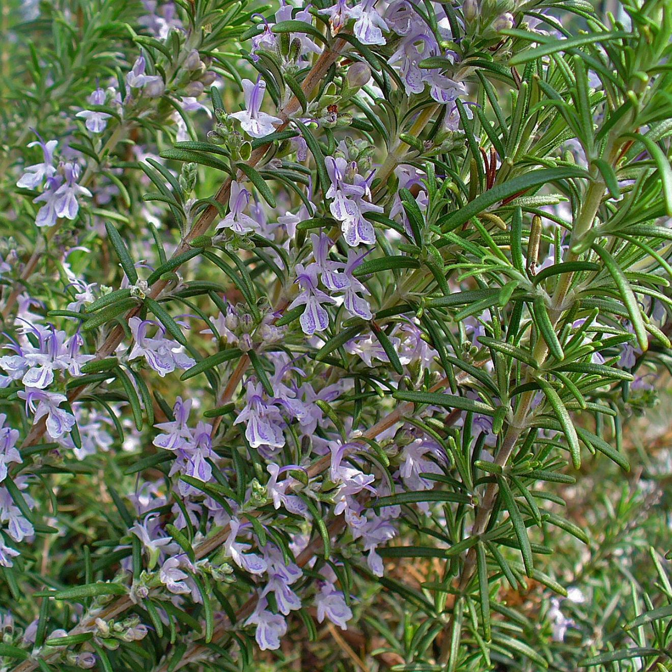 Alecrim : venda Alecrim / Rosmarinus officinalis