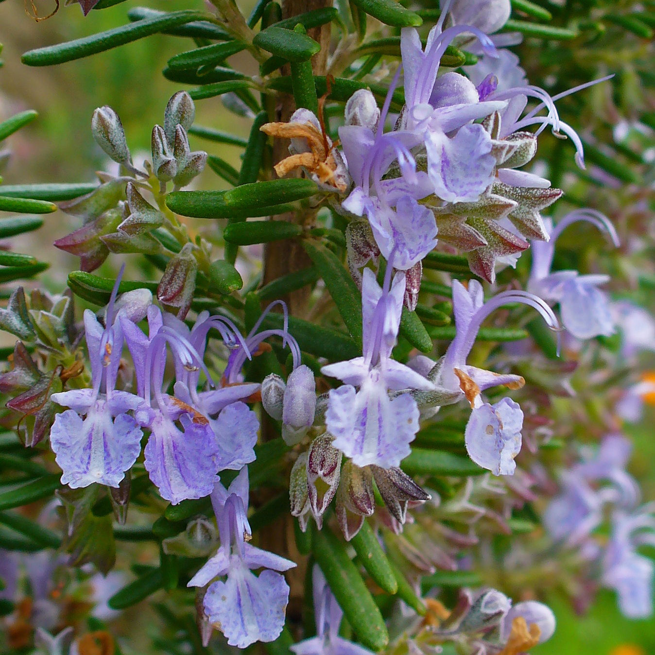 Alecrim : venda Alecrim / Rosmarinus officinalis