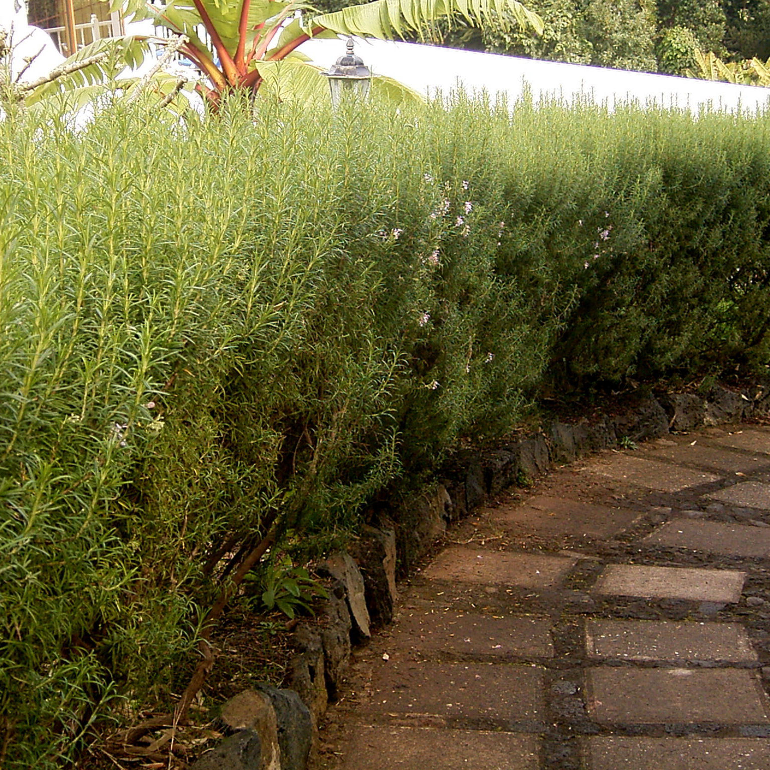 Alecrim : venda Alecrim / Rosmarinus officinalis