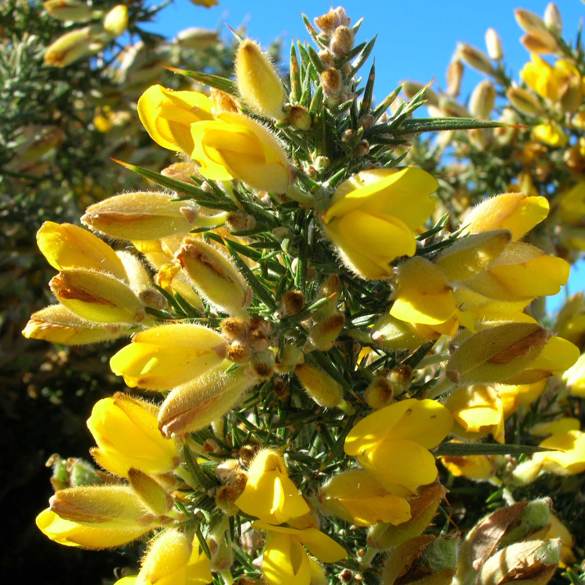 Tojo : venda Tojo / Ulex europaeus