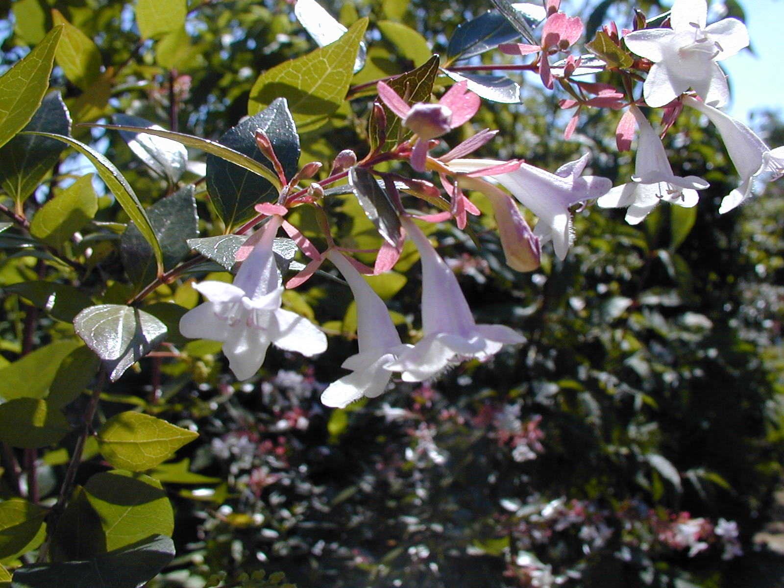 Abélia : venda Abélia / Abelia grandiflora