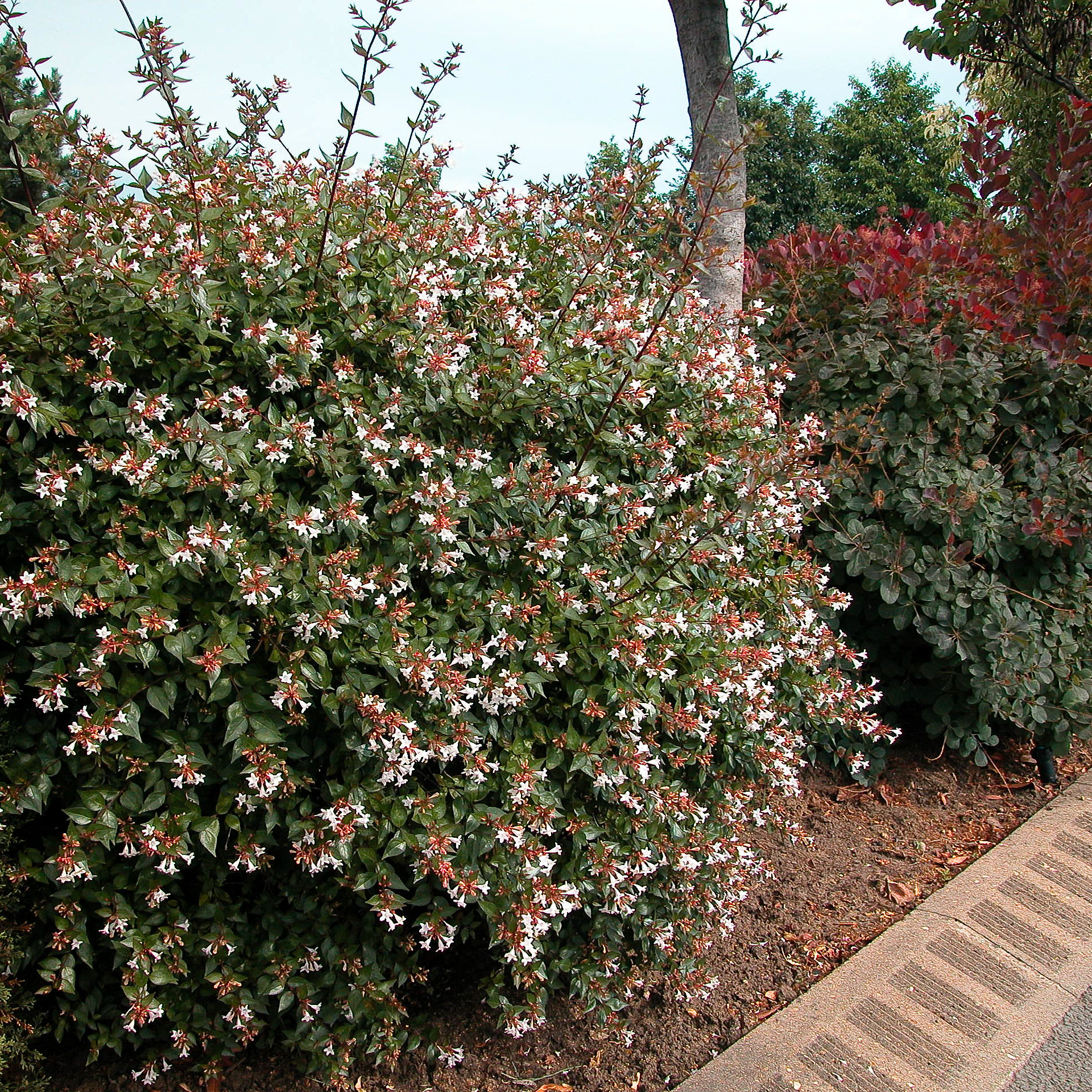 Abélia : venda Abélia / Abelia grandiflora