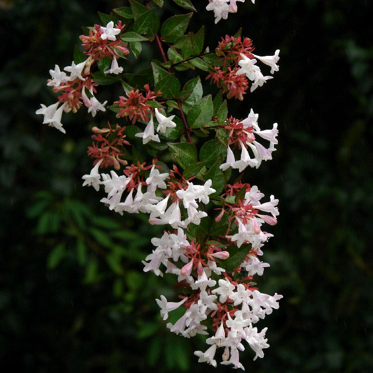 Abélia : venda Abélia / Abelia grandiflora