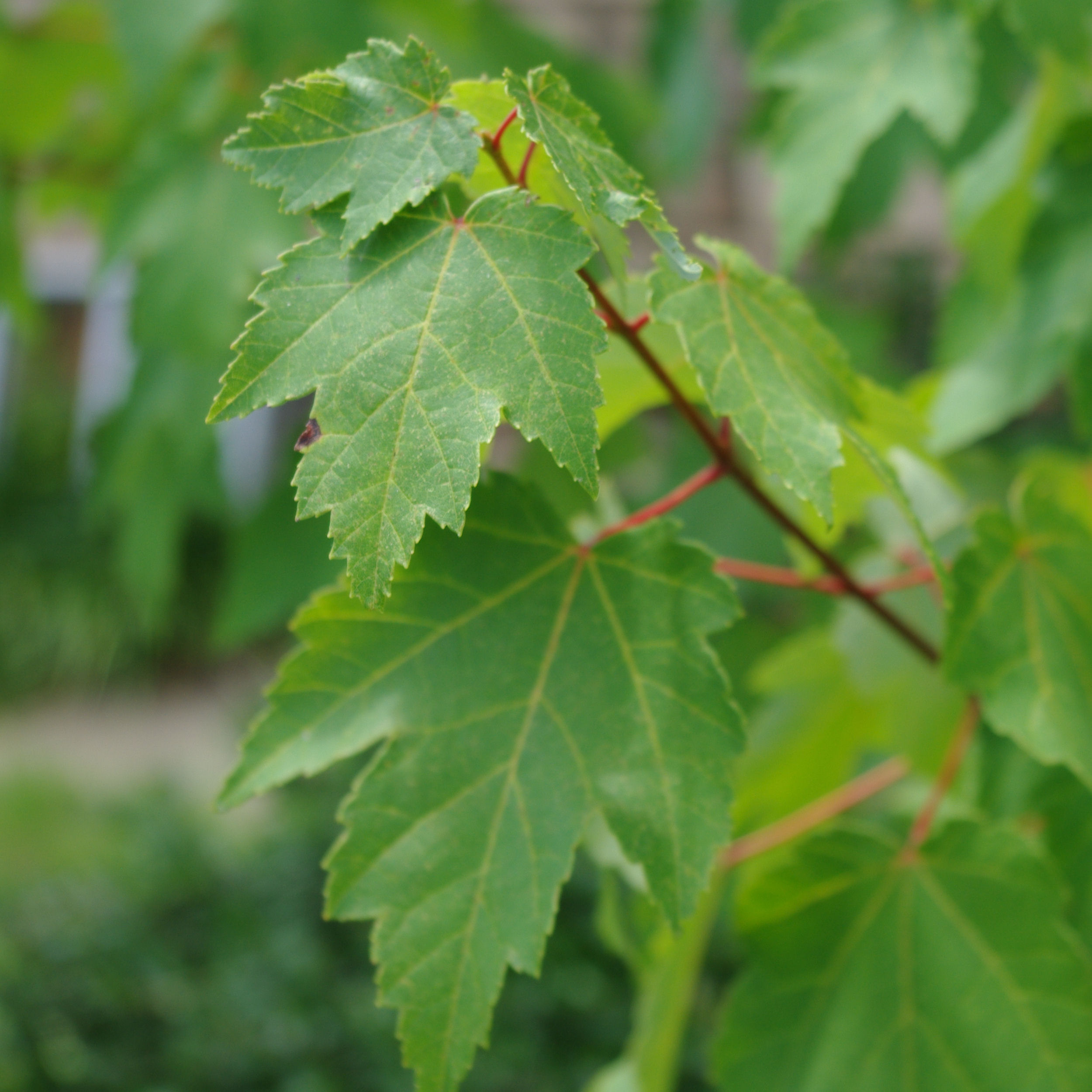 Bordo vermelho : venda Bordo vermelho / Acer rubrum