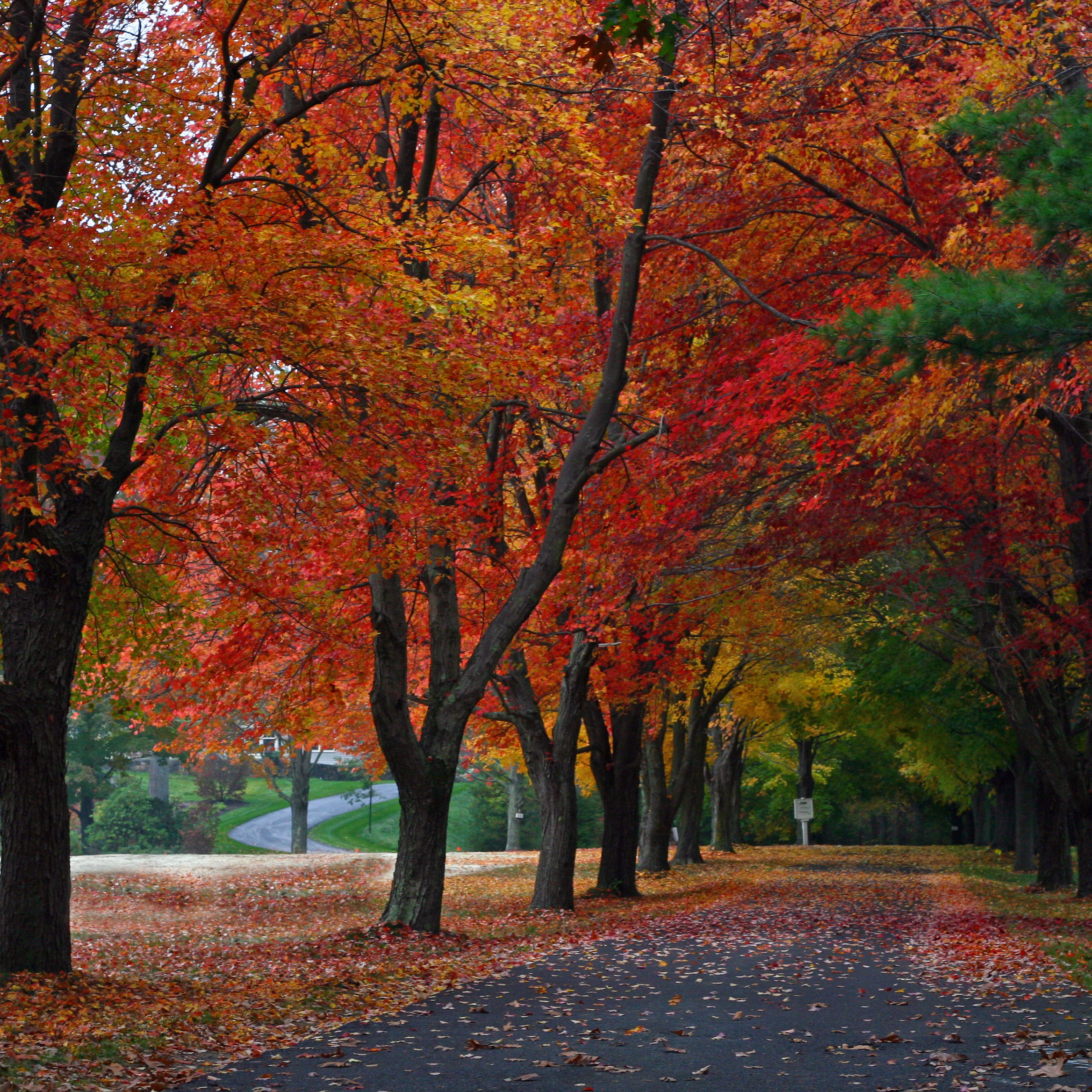 Bordo vermelho : venda Bordo vermelho / Acer rubrum