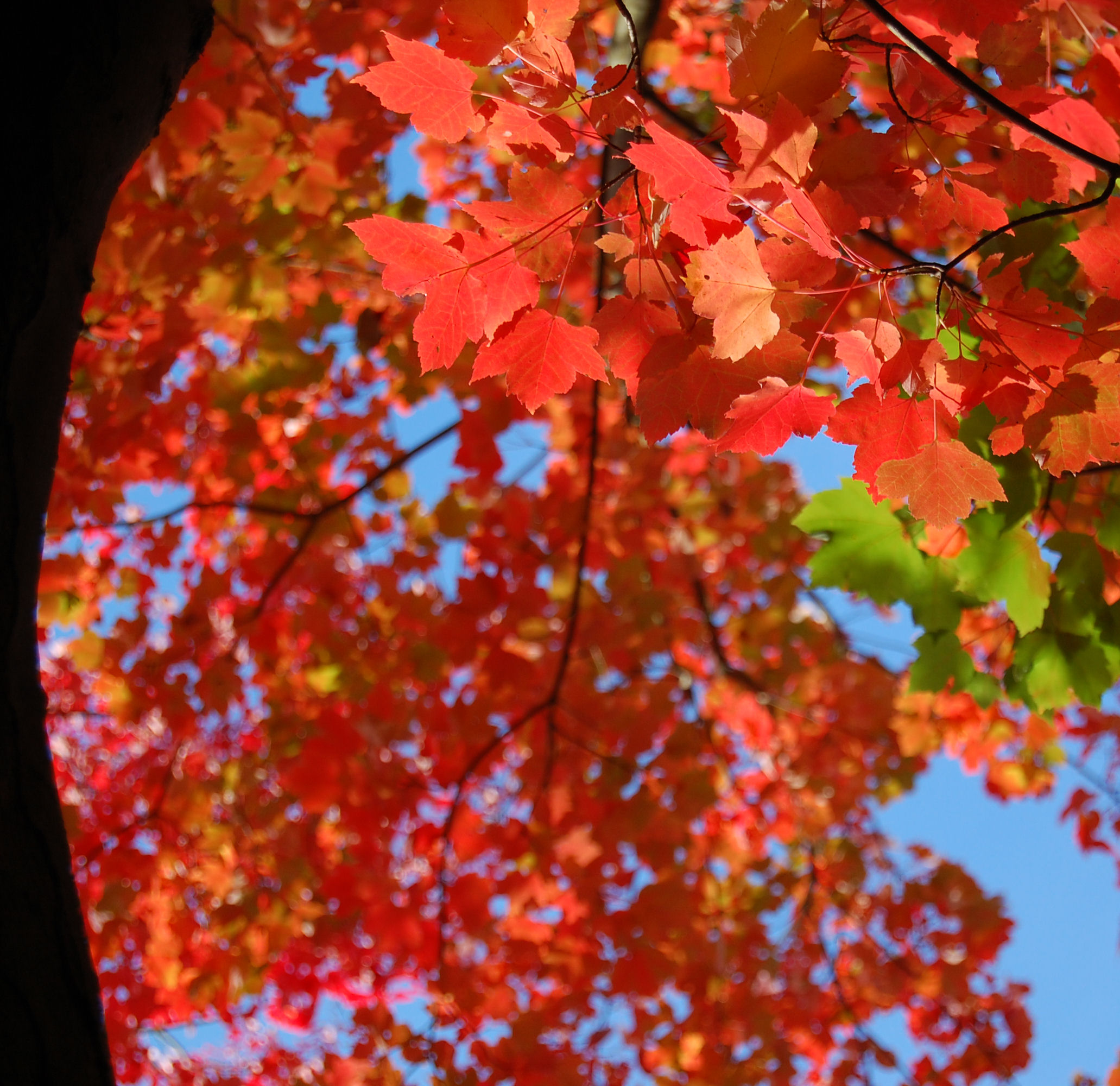 Bordo vermelho : venda Bordo vermelho / Acer rubrum
