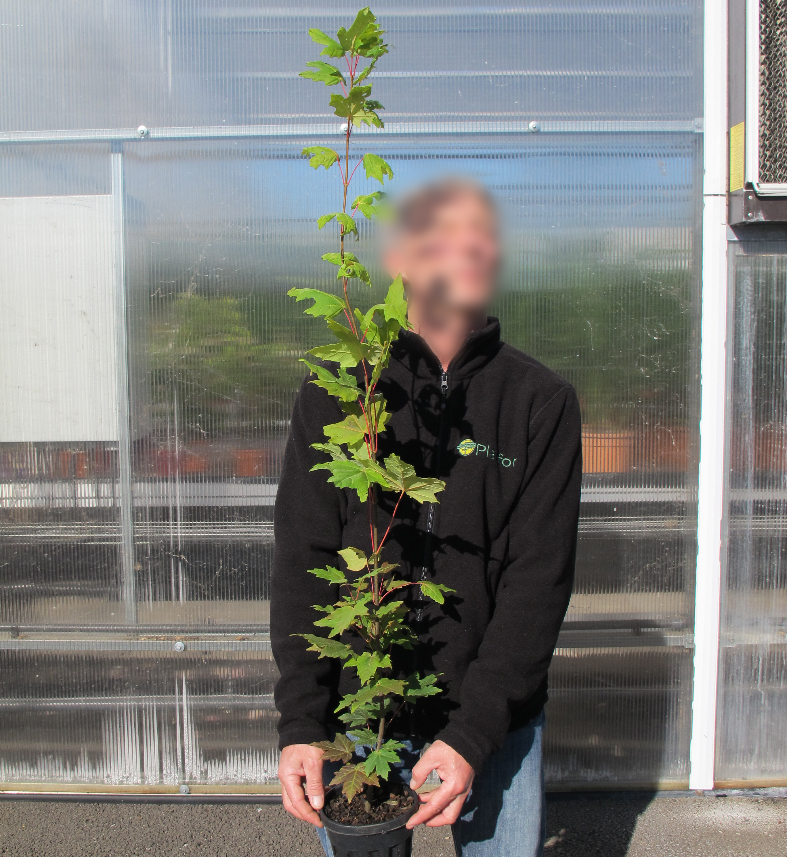 Bordo vermelho : venda Bordo vermelho / Acer rubrum