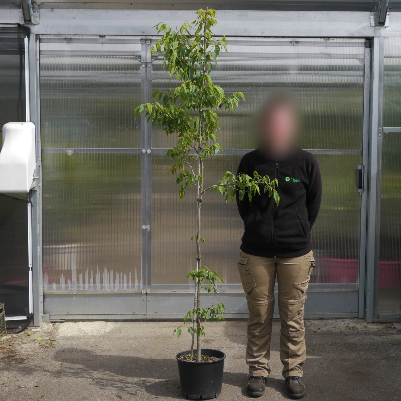 Lódão bastardo : venda Lódão bastardo / Celtis australis