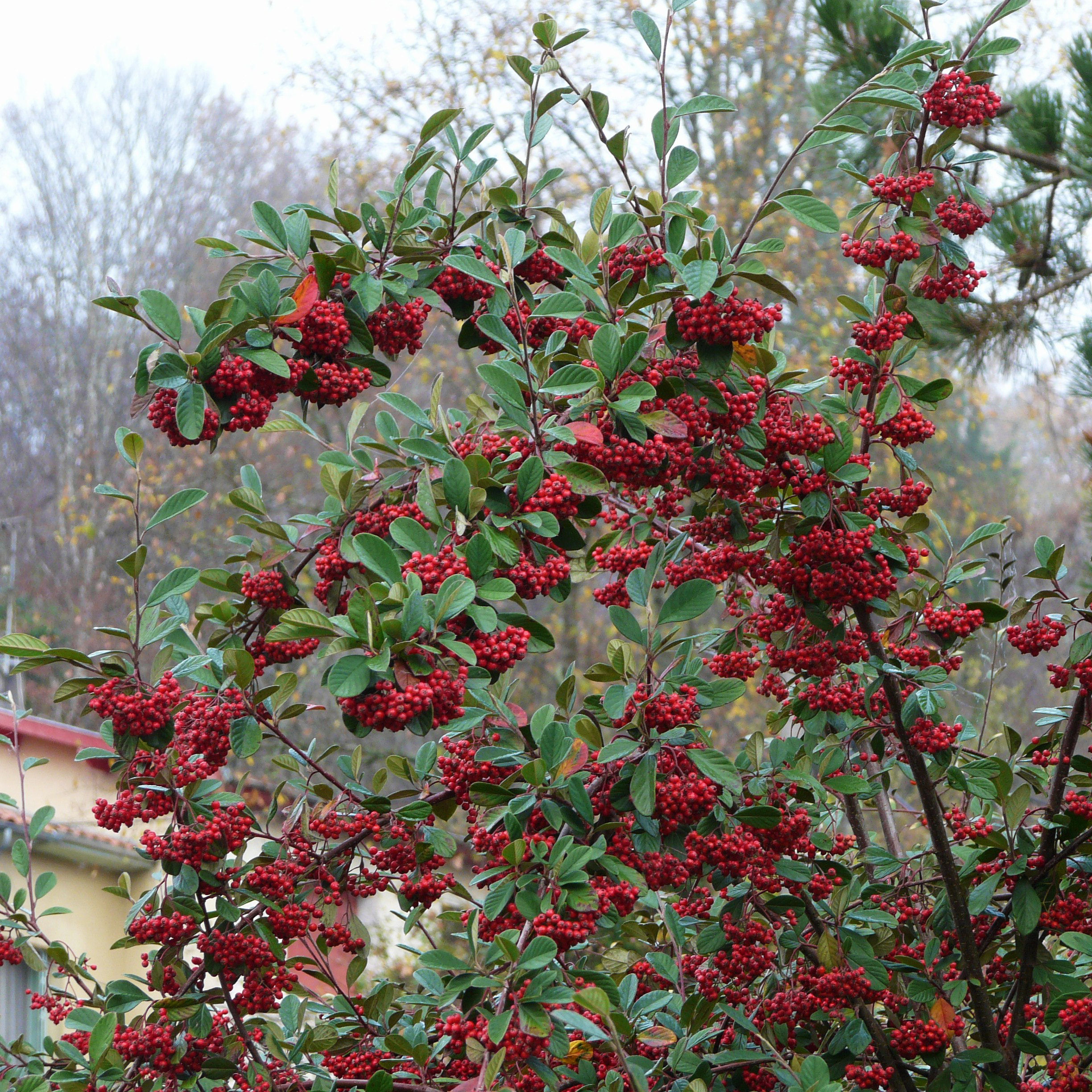 Cotoneaster lacteus : venda Cotoneaster lacteus / Cotoneaster lacteus