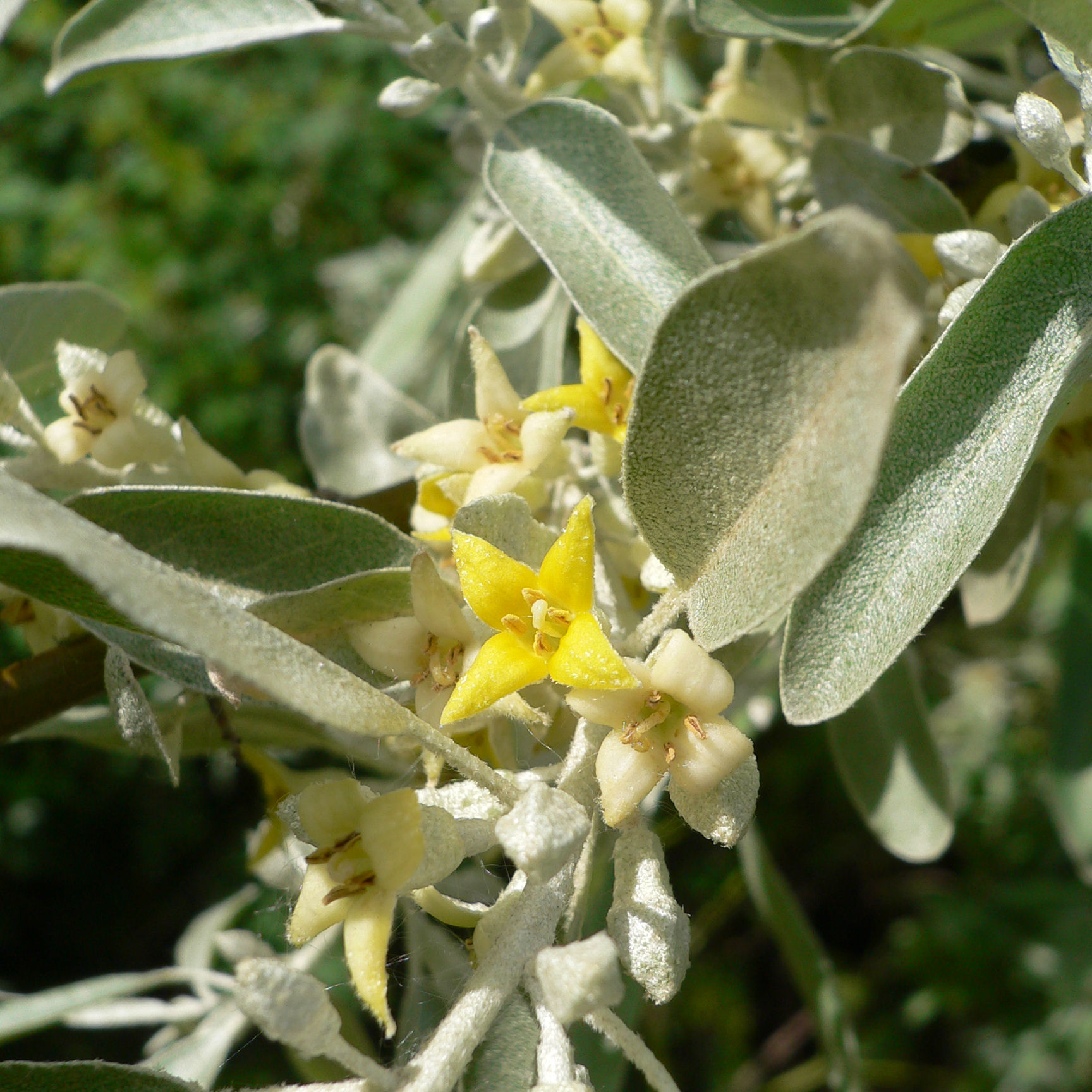 Elaeagnus angustifolia : venda Elaeagnus angustifolia / Elaeagnus ...