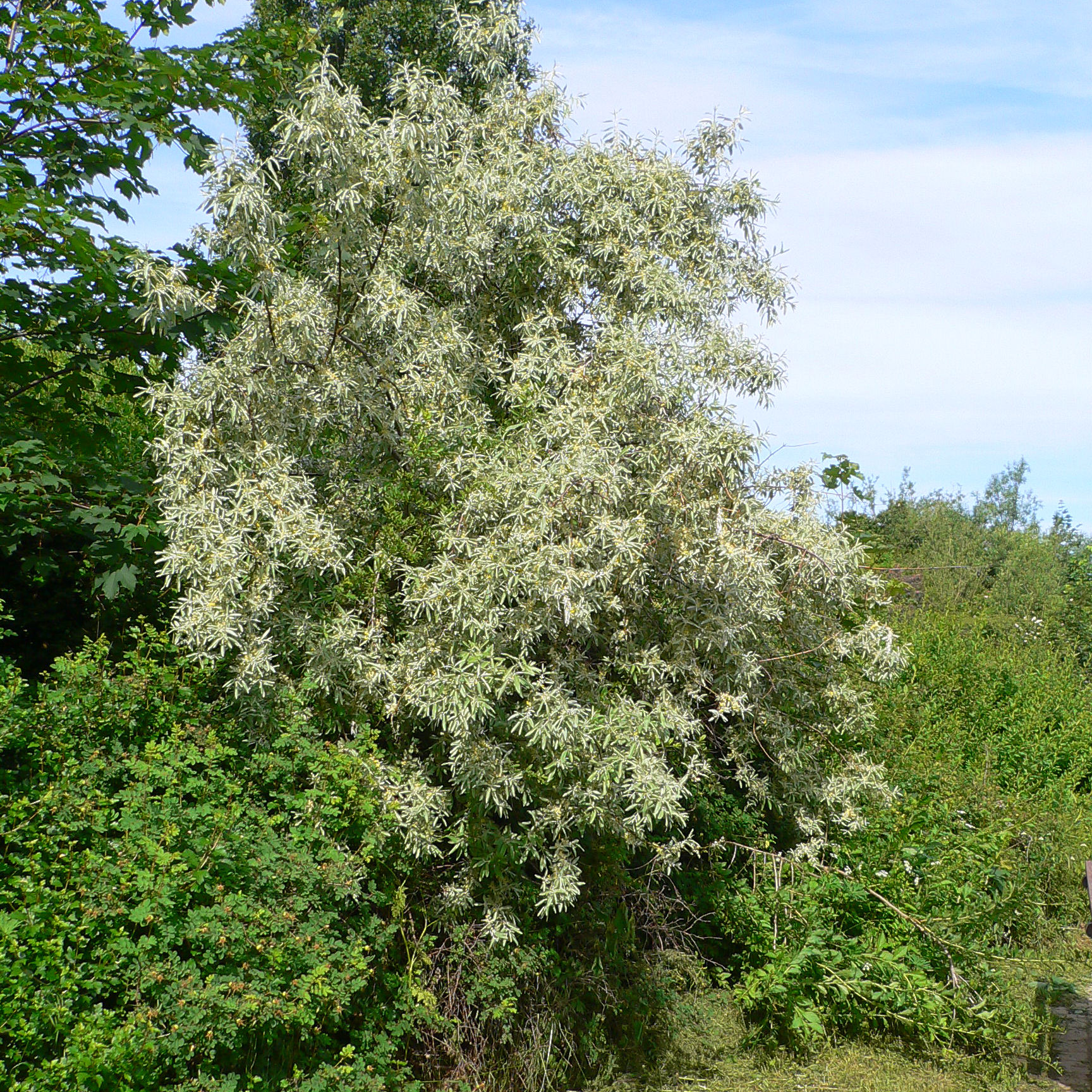 Elaeagnus angustifolia : venda Elaeagnus angustifolia / Elaeagnus ...