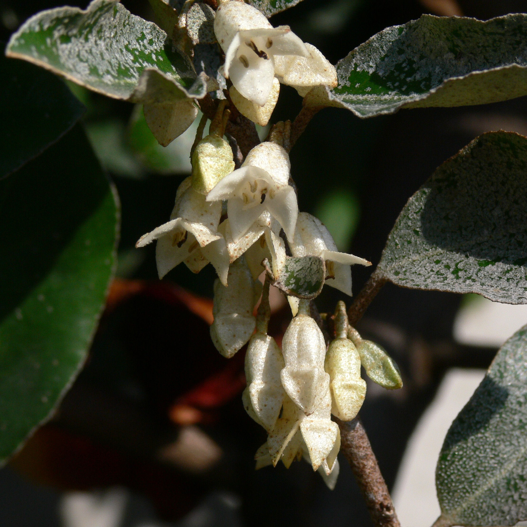 Eleagnus ebbingei : venda Eleagnus ebbingei / Elaeagnus ebbingei