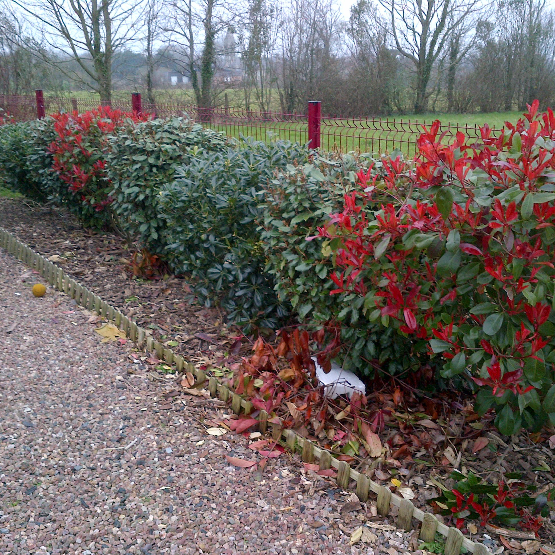 Eleagnus ebbingei : venda Eleagnus ebbingei / Elaeagnus ebbingei