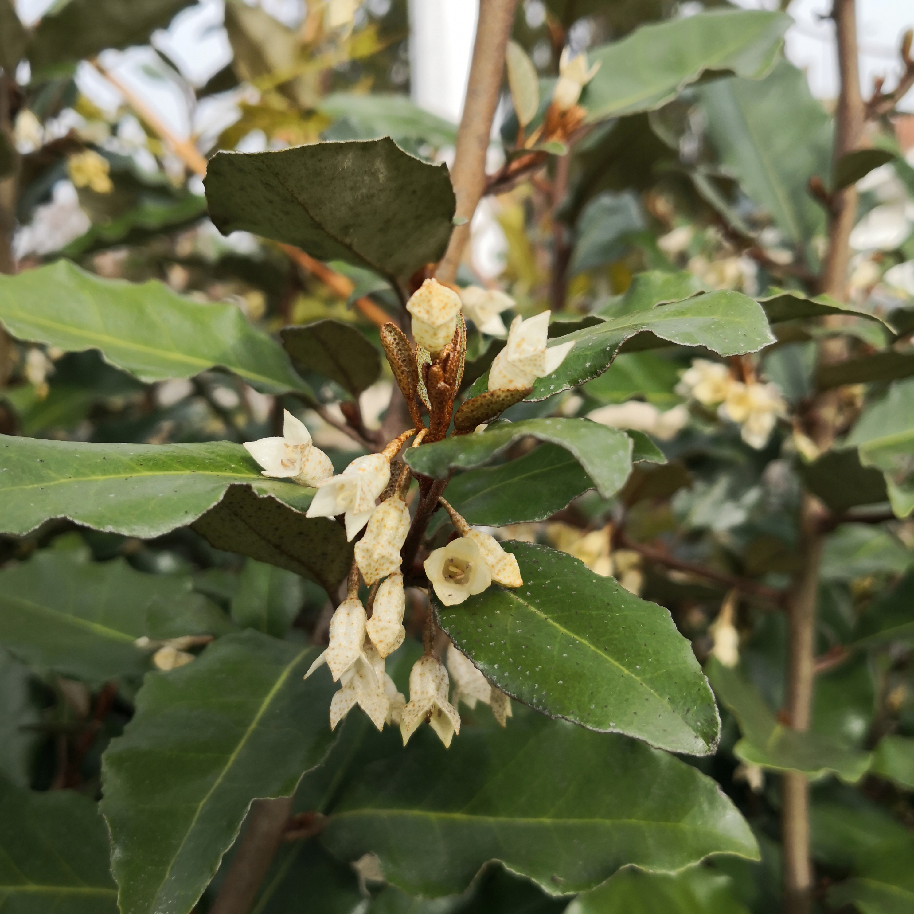 Eleagnus ebbingei : venda Eleagnus ebbingei / Elaeagnus ebbingei