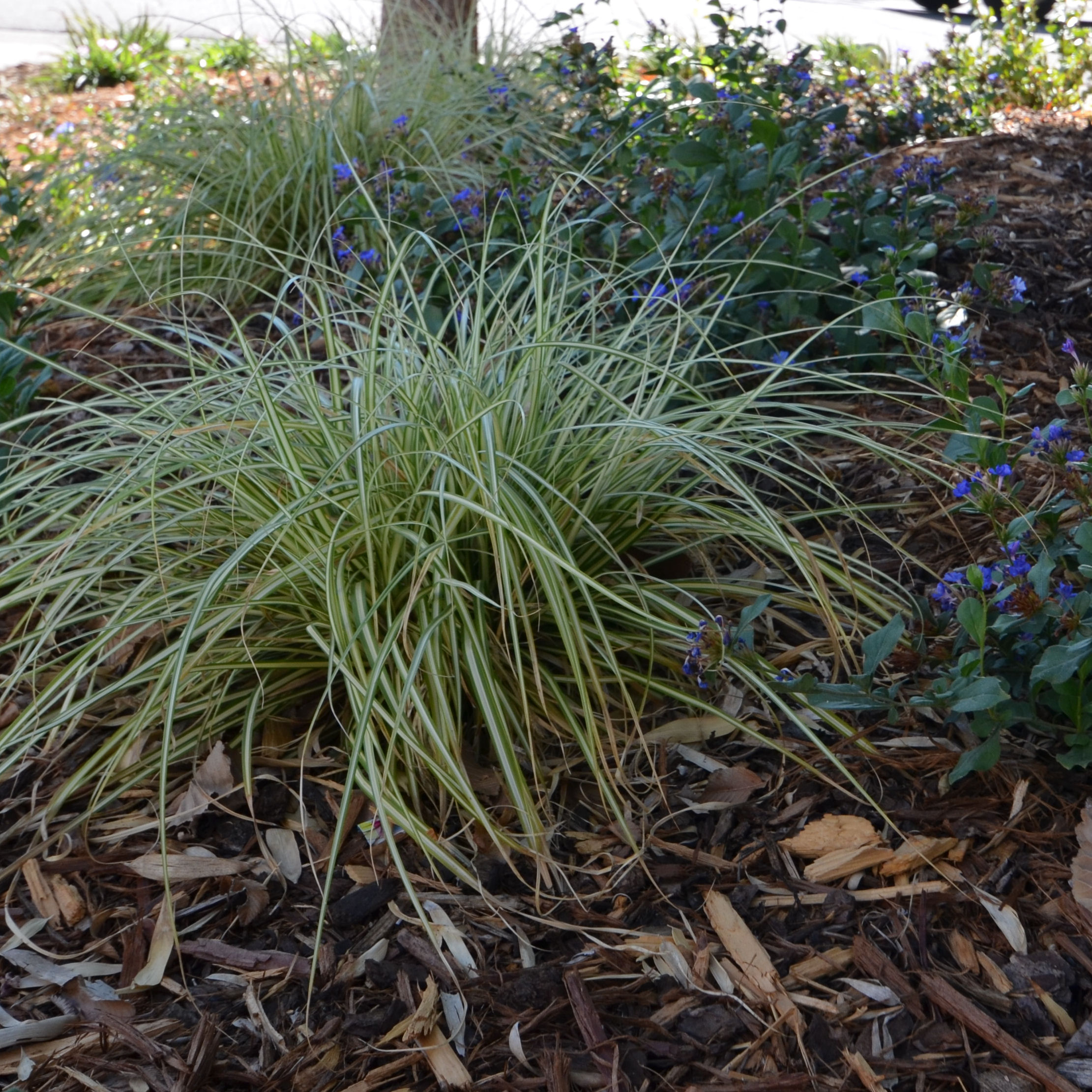 Carex 'Evergold' : venda Carex 'Evergold' / Carex oshimensis Evergold