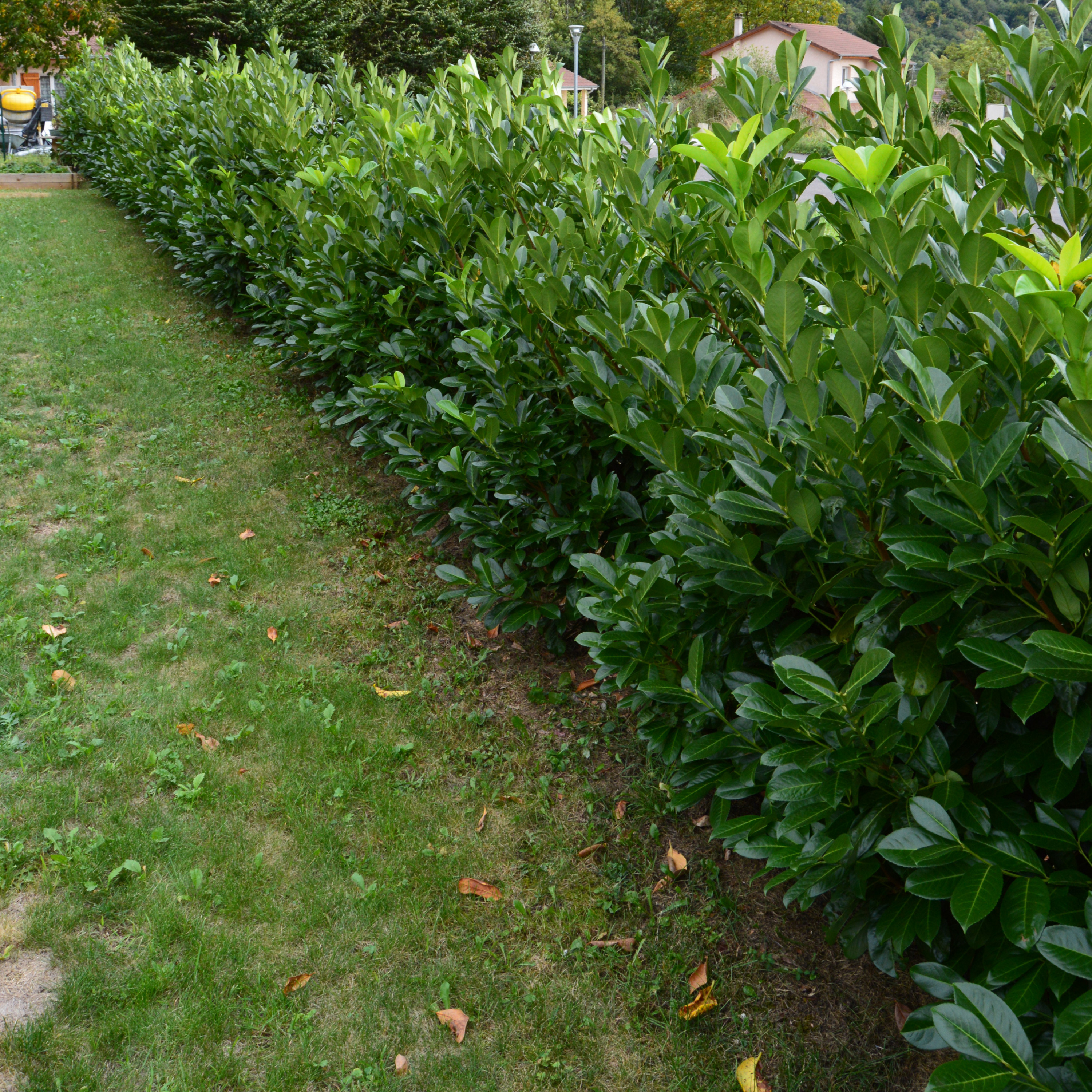 Louro cerejo : venda Louro cerejo / Prunus laurocerasus Rotundifolia