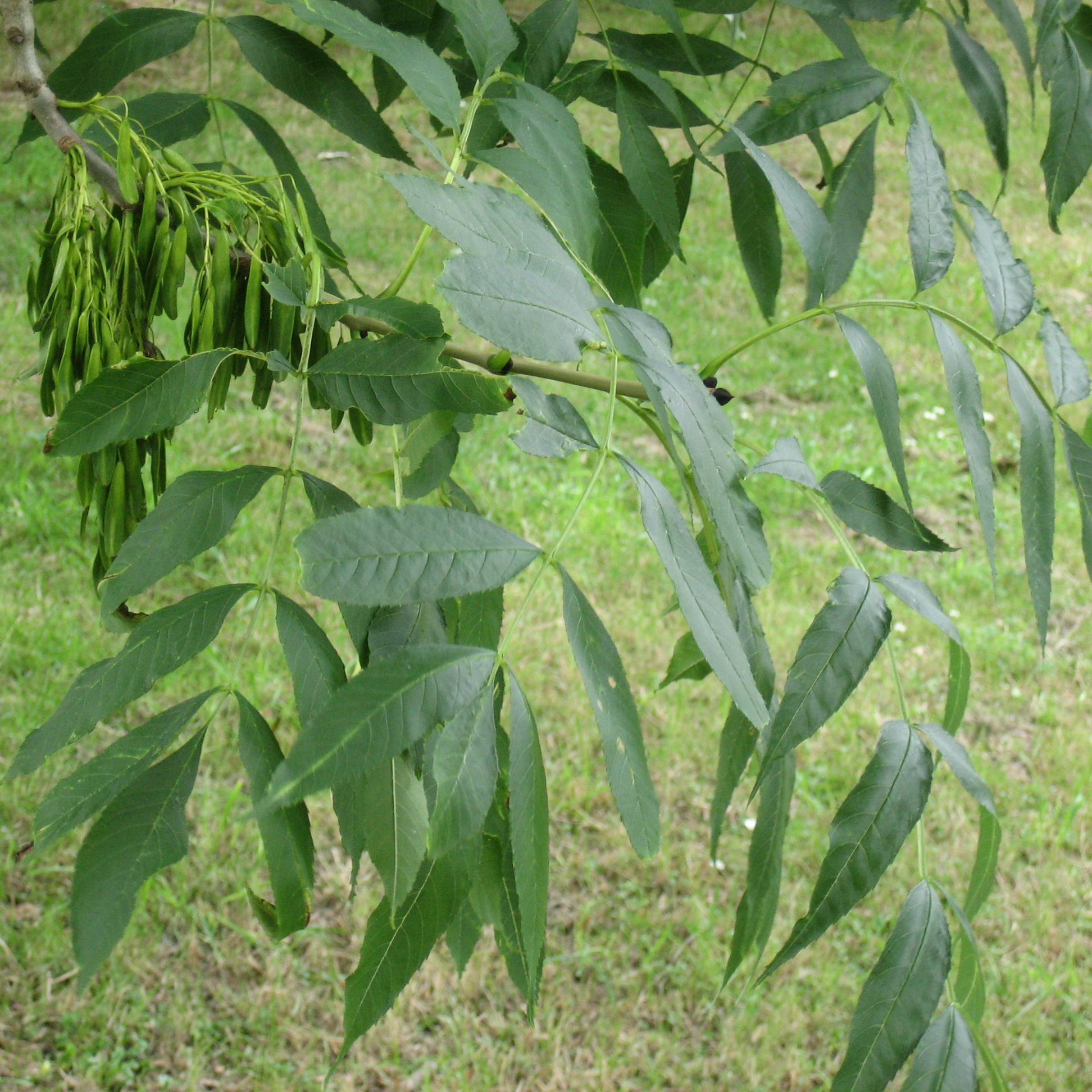 Freixo europeu : venda Freixo europeu / Fraxinus excelsior