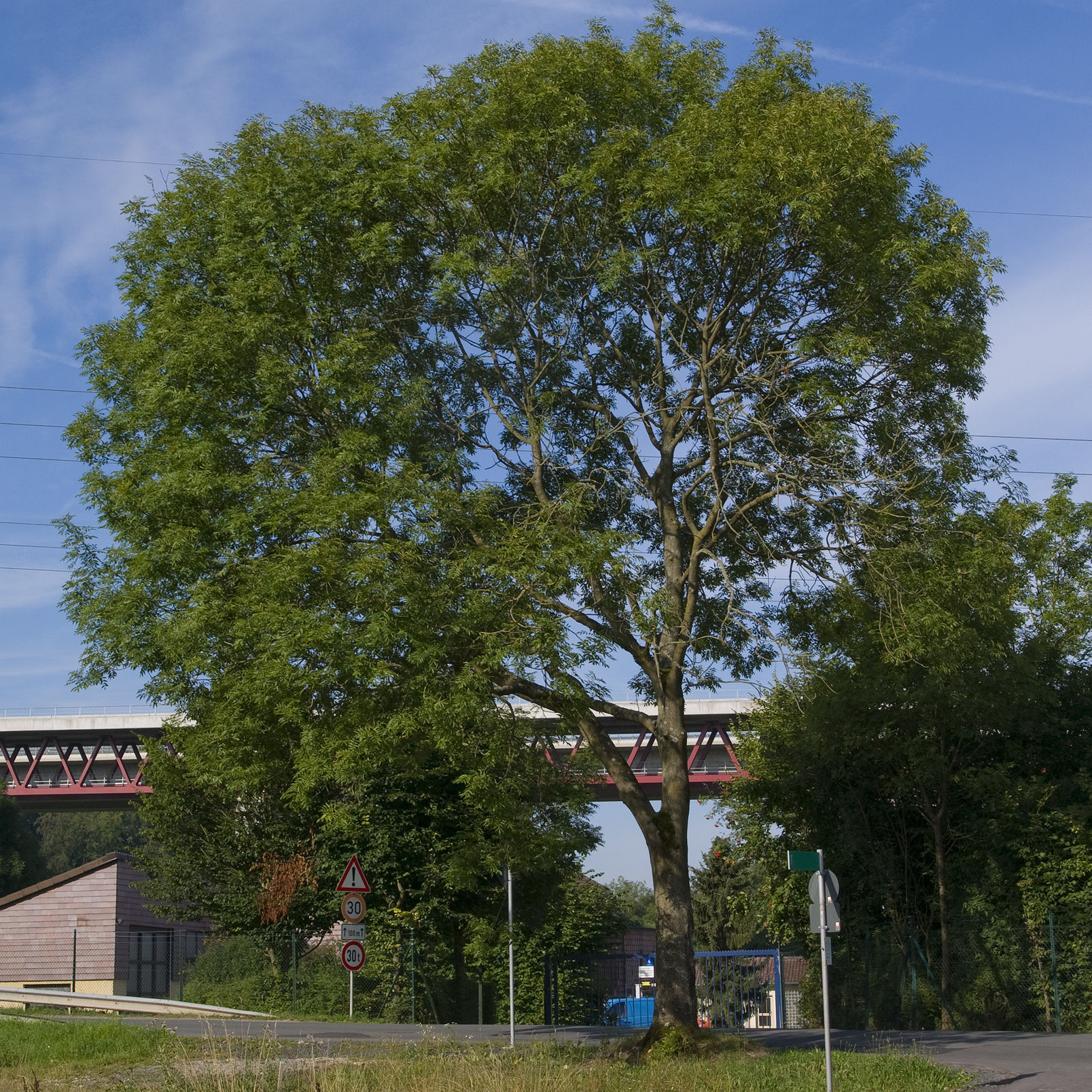 Freixo europeu : venda Freixo europeu / Fraxinus excelsior