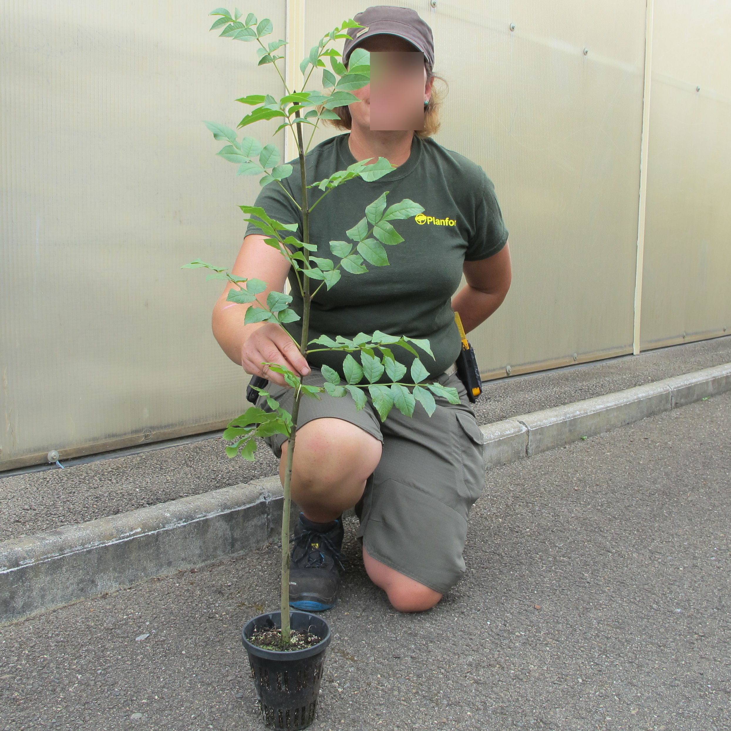 Freixo europeu : venda Freixo europeu / Fraxinus excelsior