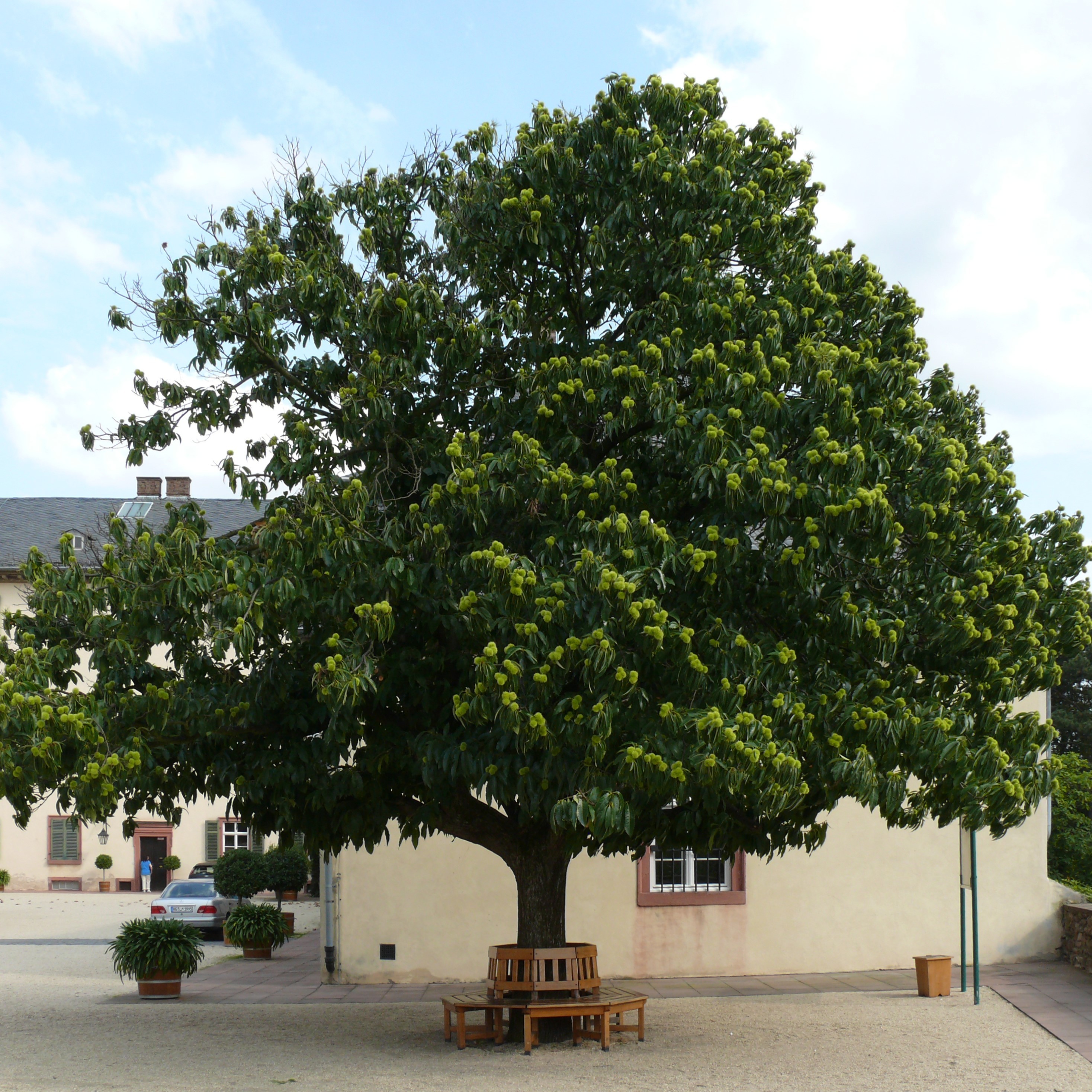 Castanheiro : venda Castanheiro / Castanea sativa