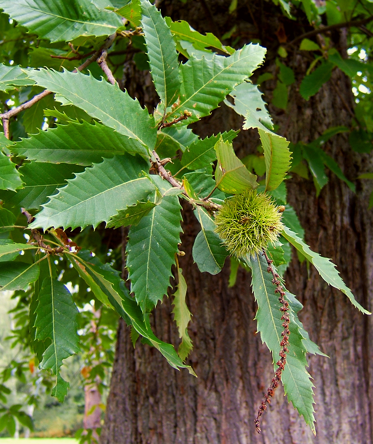 Castanheiro : venda Castanheiro / Castanea sativa