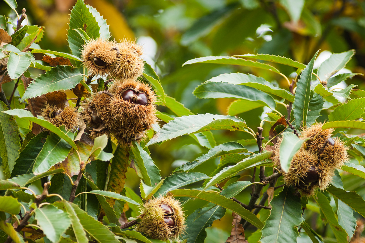 Castanheiro : venda Castanheiro / Castanea sativa