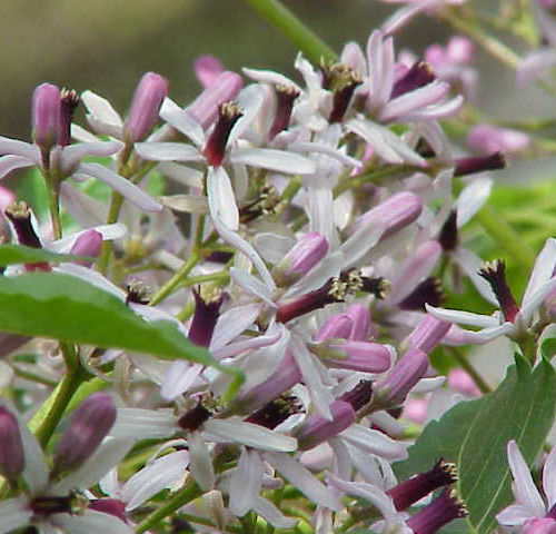 Cinamomo : venda Cinamomo / Melia azedarach