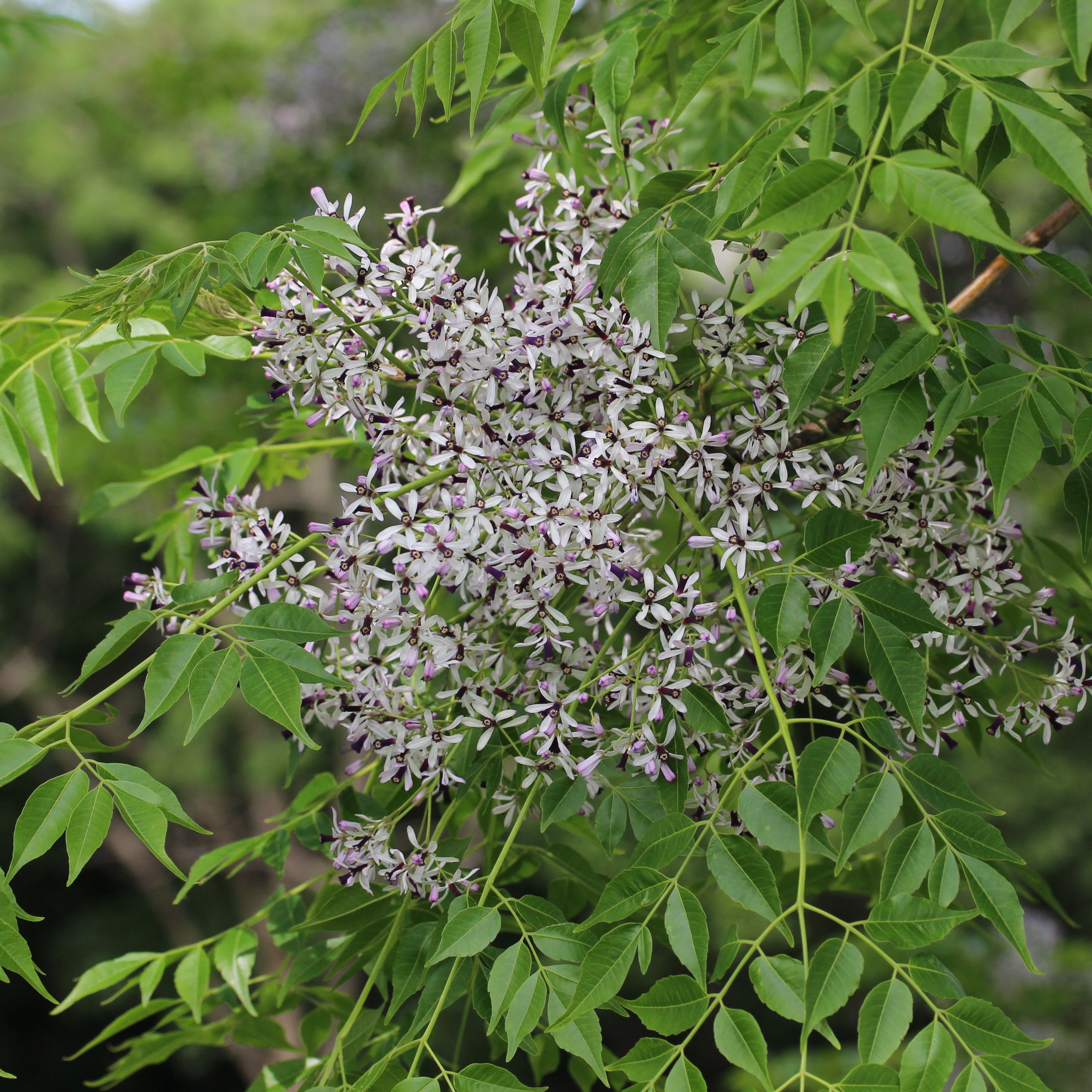 Cinamomo : venda Cinamomo / Melia azedarach