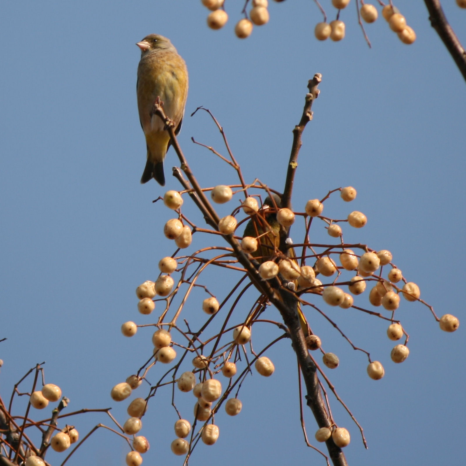 Cinamomo : venda Cinamomo / Melia azedarach