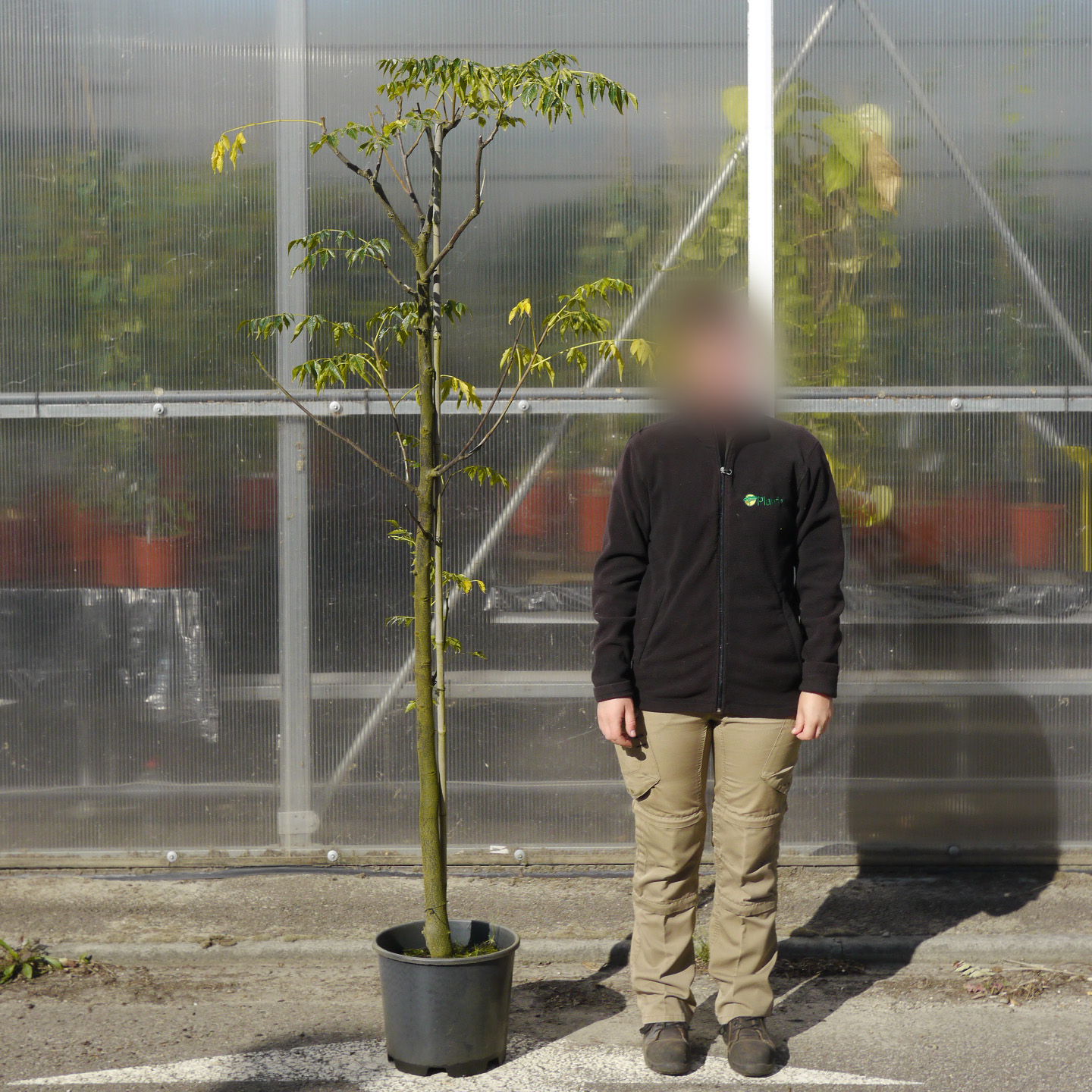 Cinamomo : venda Cinamomo / Melia azedarach