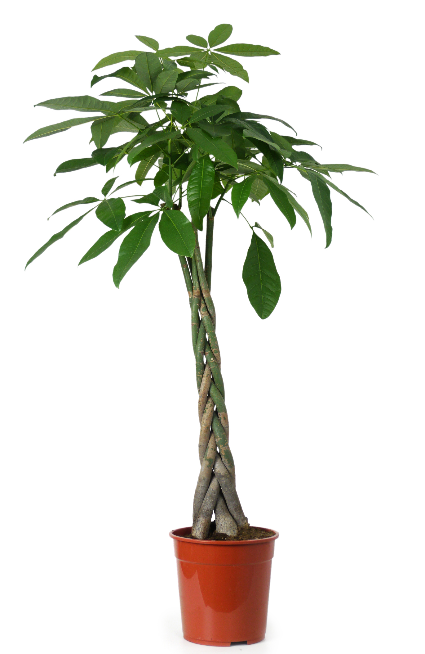 Pachira : venda Pachira / Pachira aquatica