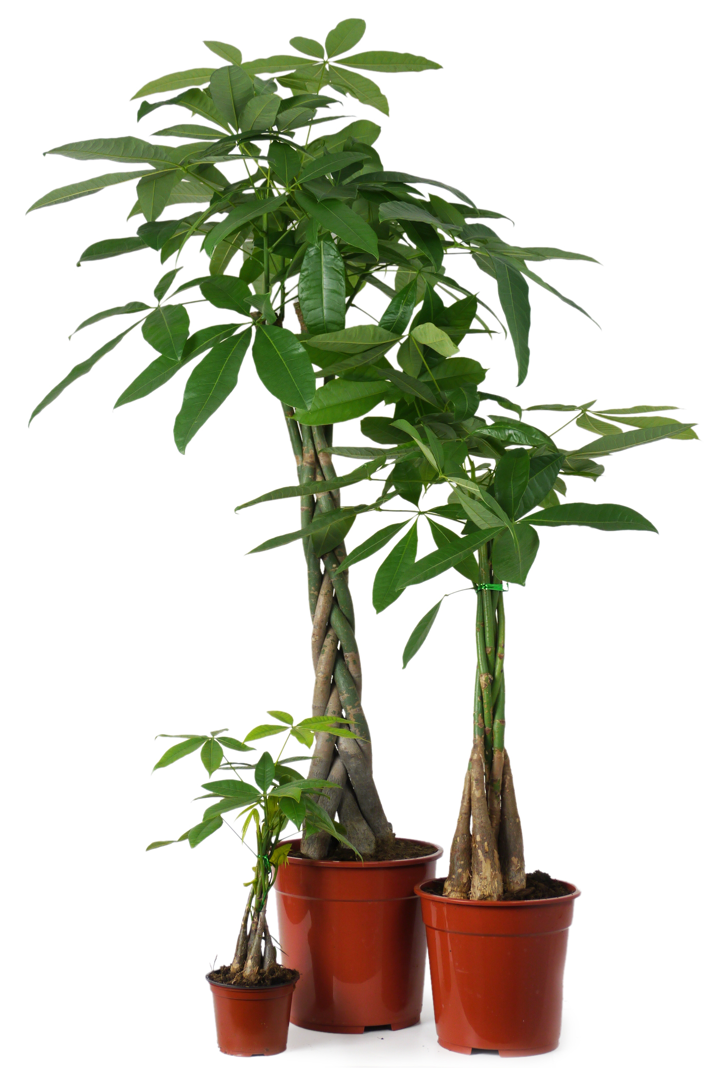 Pachira : venda Pachira / Pachira aquatica